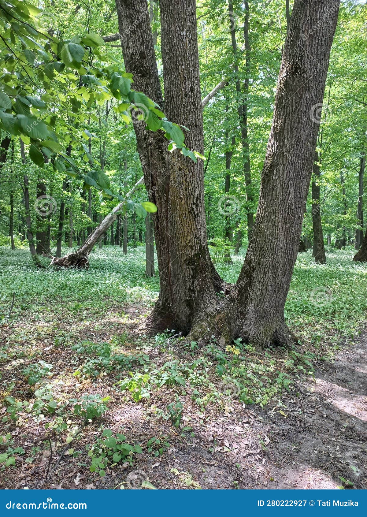 Forest Landscape. Three Trees from One. Stock Image - Image of green ...