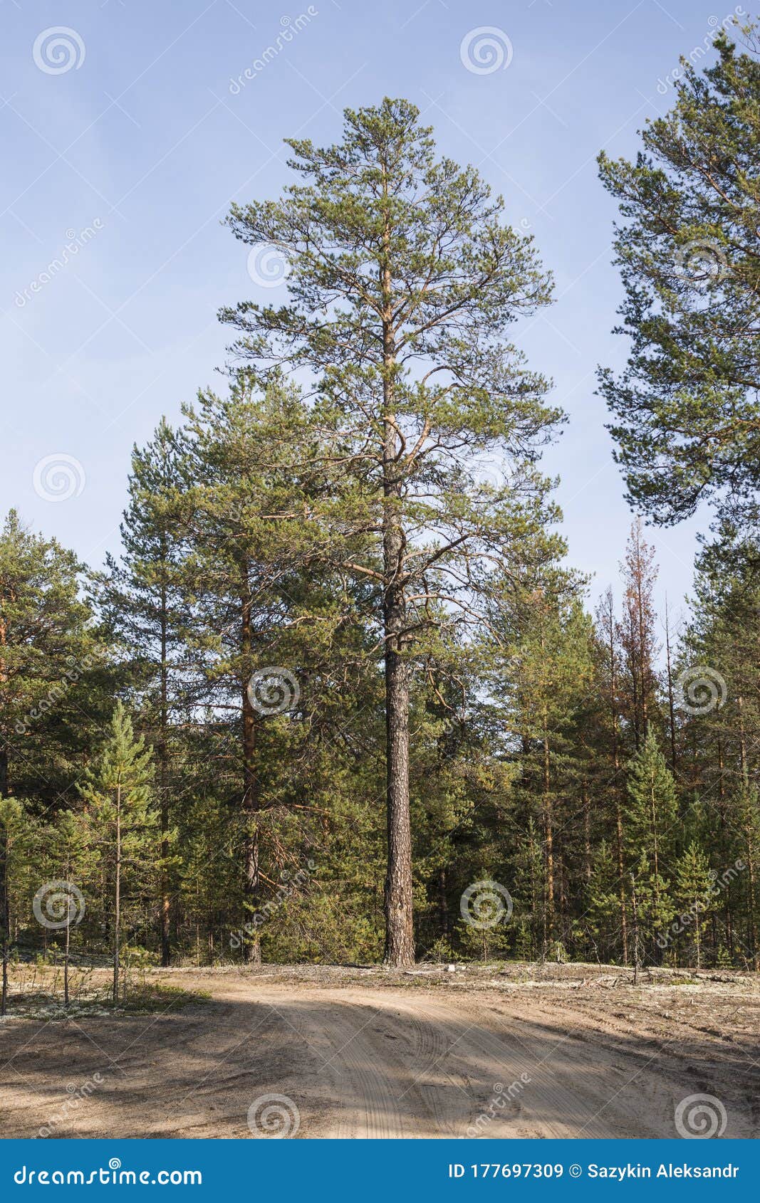 Forest Landscape with a Tree Standing Alone. a Tall Coniferous Tree ...