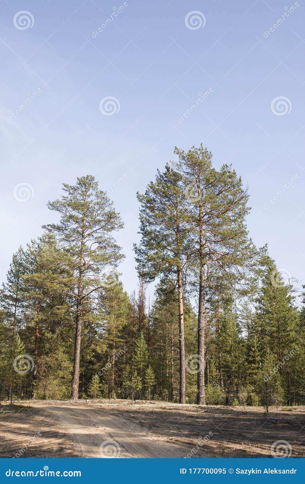 Forest Landscape with a Tree Standing Alone. a Tall Coniferous Tree ...