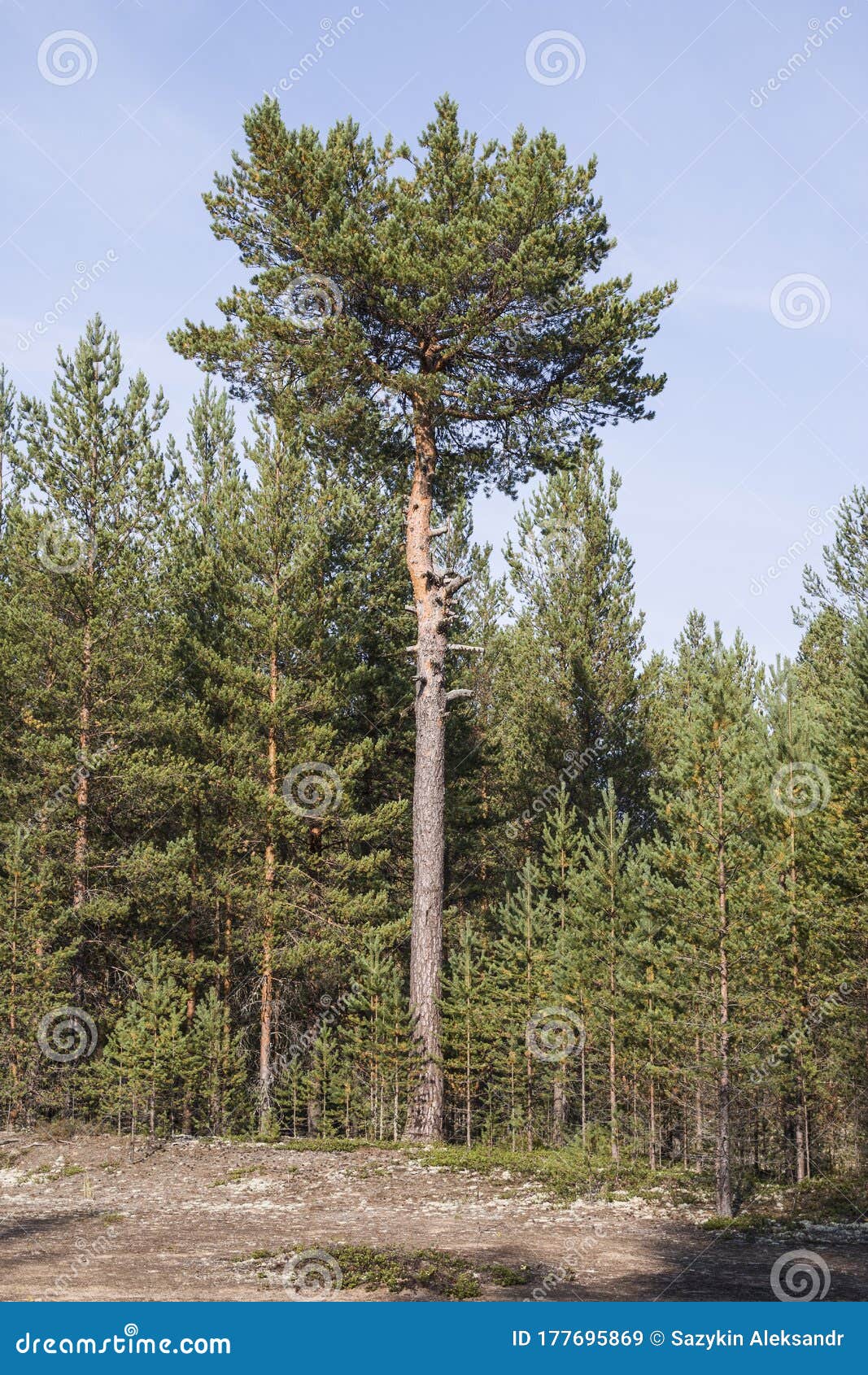 Forest Landscape with a Tree Standing Alone. a Tall Coniferous Tree ...