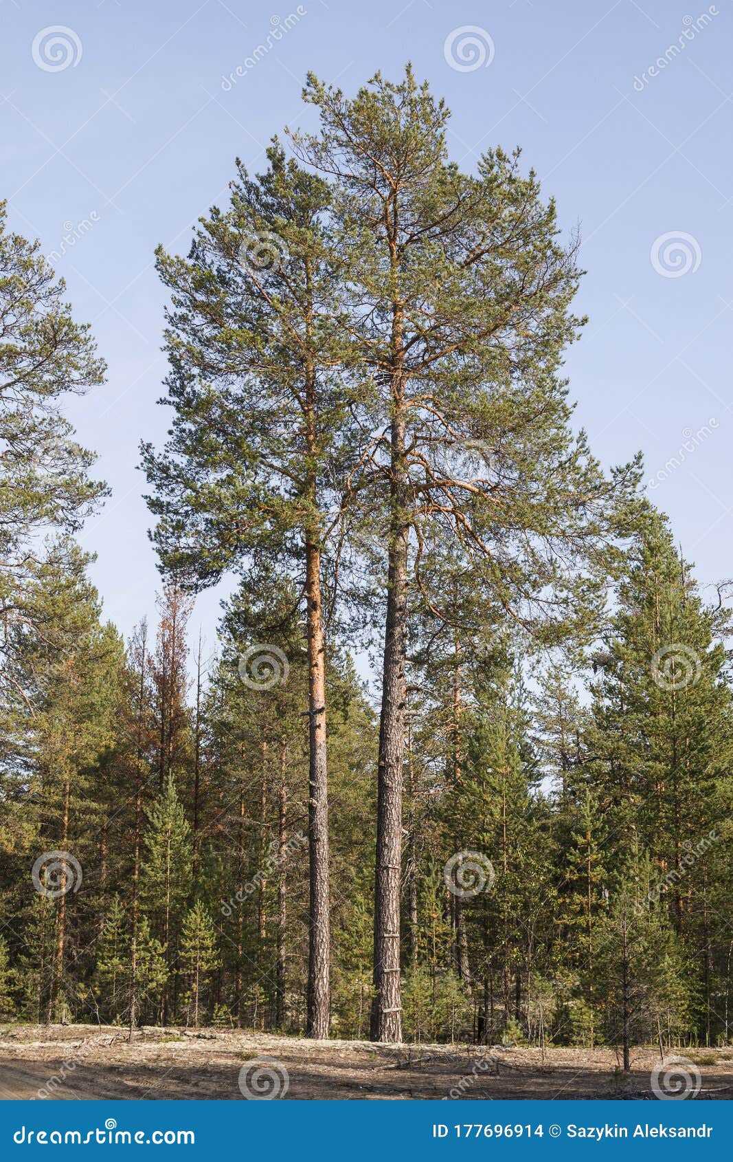 Forest Landscape with a Tree Standing Alone. a Tall Coniferous Tree ...
