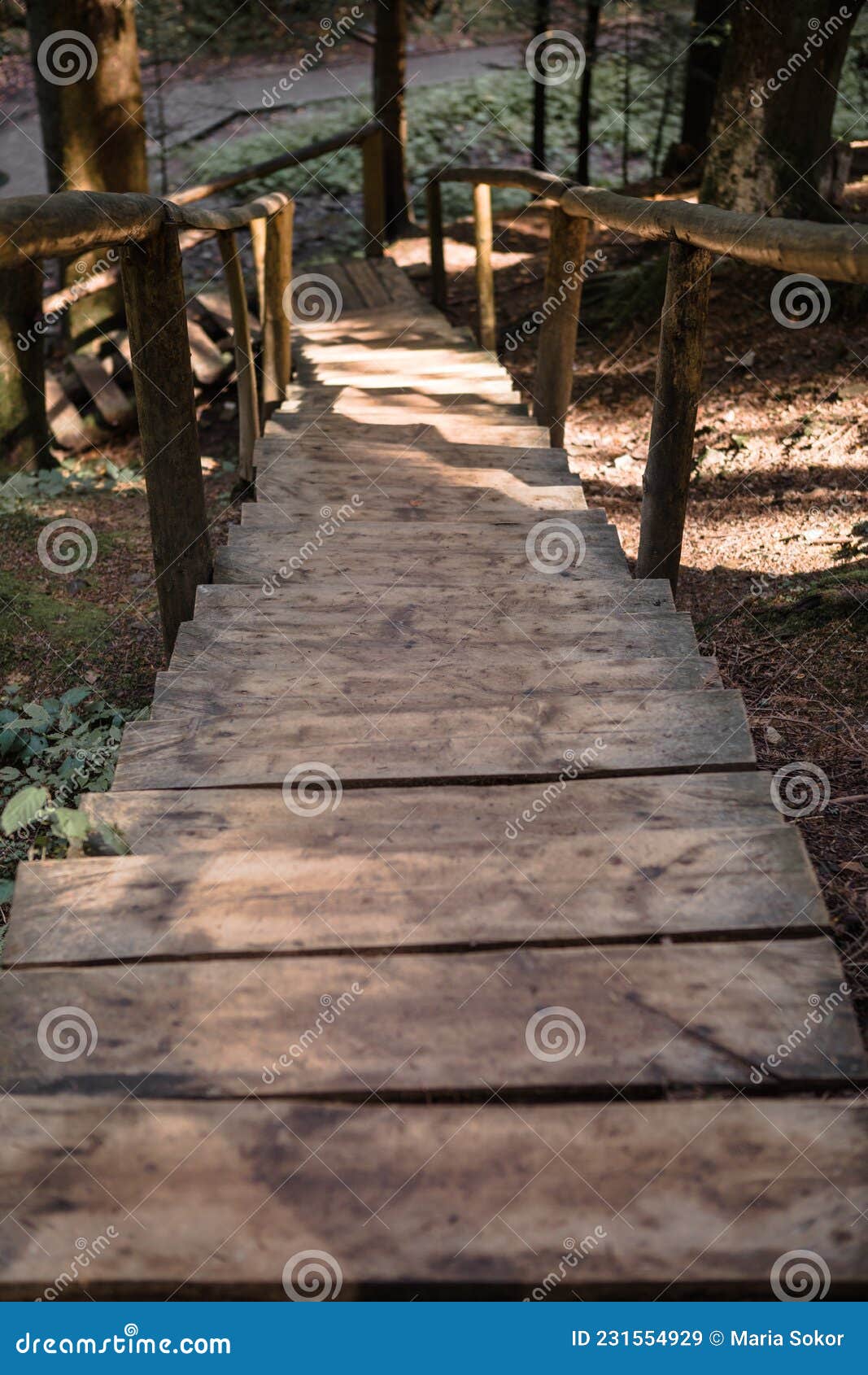 Forest Landscape, Trees and Narrow Path Lit by Soft Sunrise Light ...