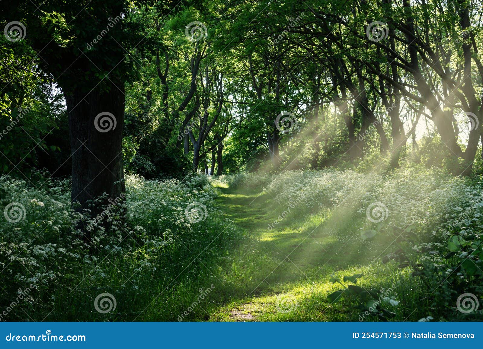 Forest Landscape with Trees and Path in Sun Rays, Summer Park, Nature ...