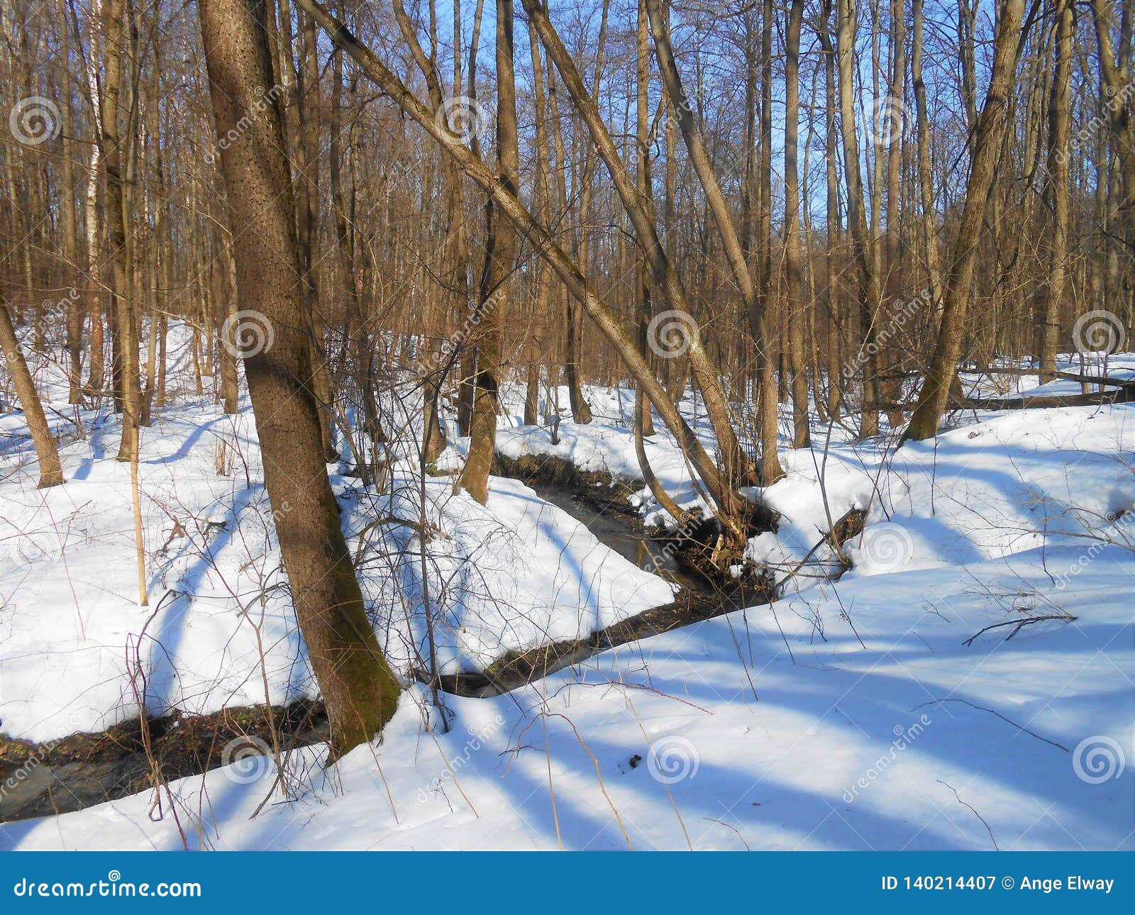 Forest Landscape with Trees in Start of Spring with Running Stream ...