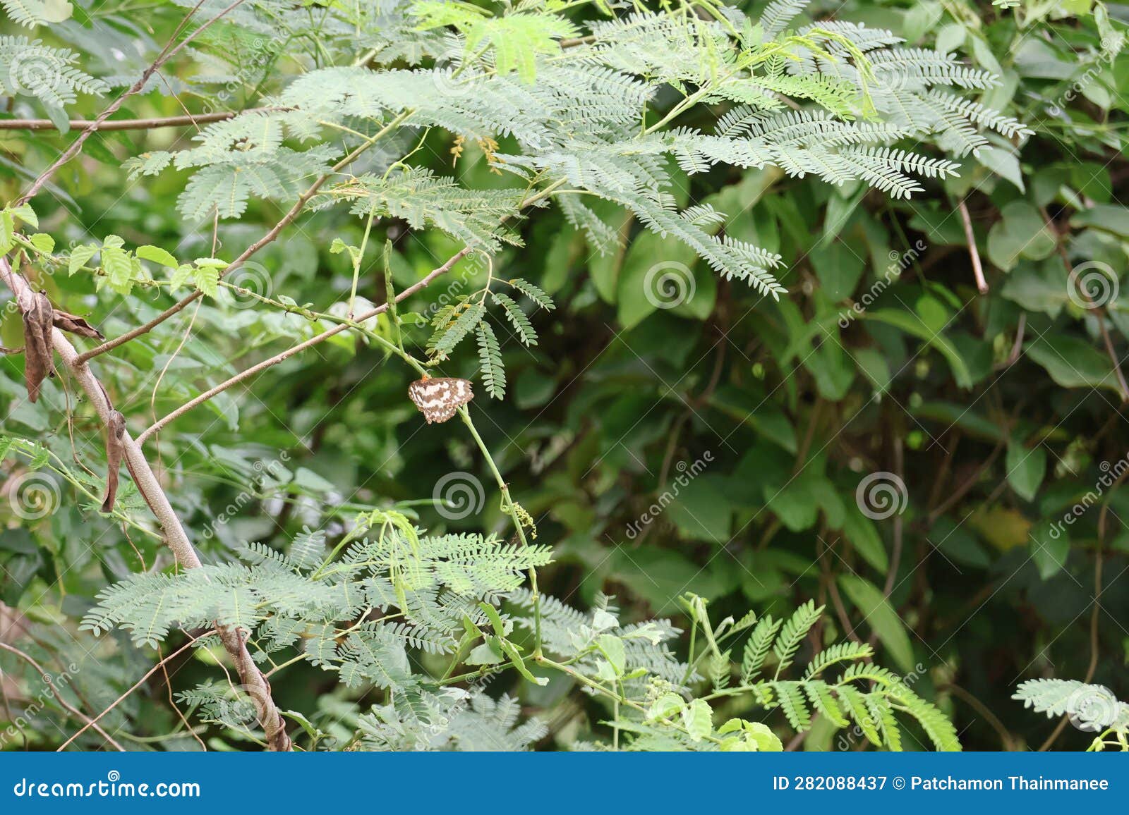 Forest Landscape in Tropical Jungle with Teak Tree Leaves, Selective ...
