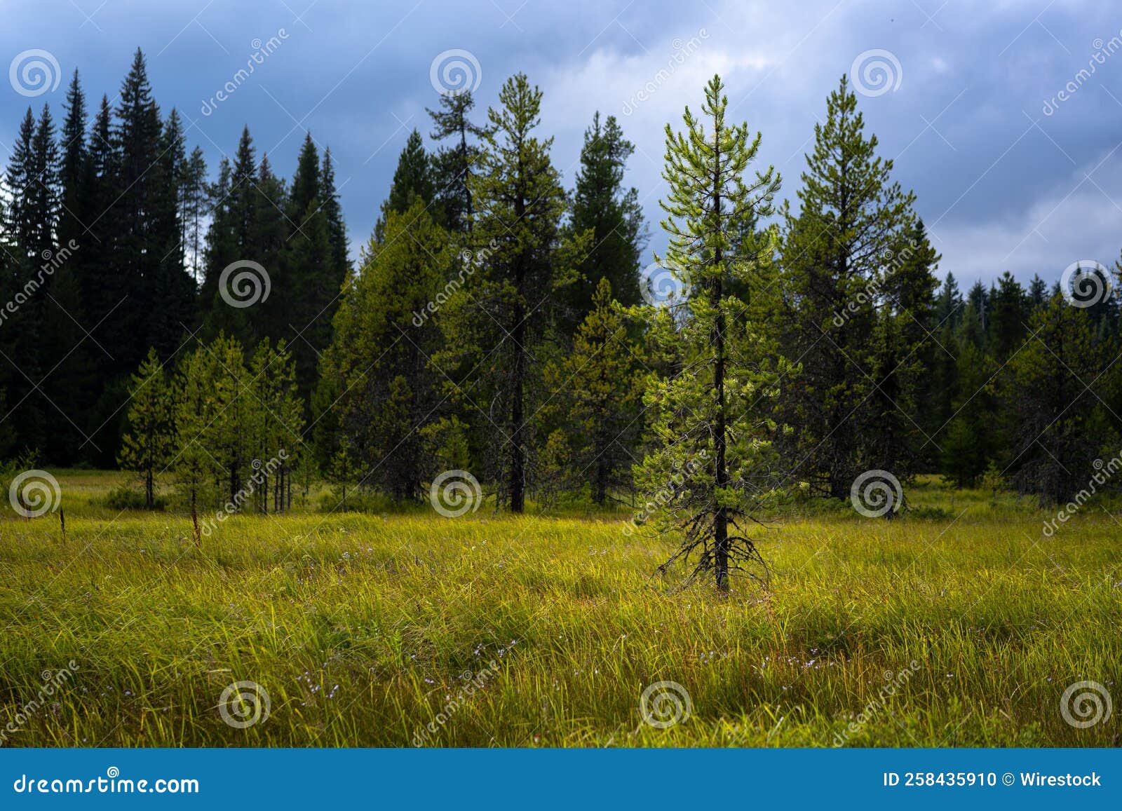 Forest Landscape View with the Spruce Trees Background Stock Photo ...