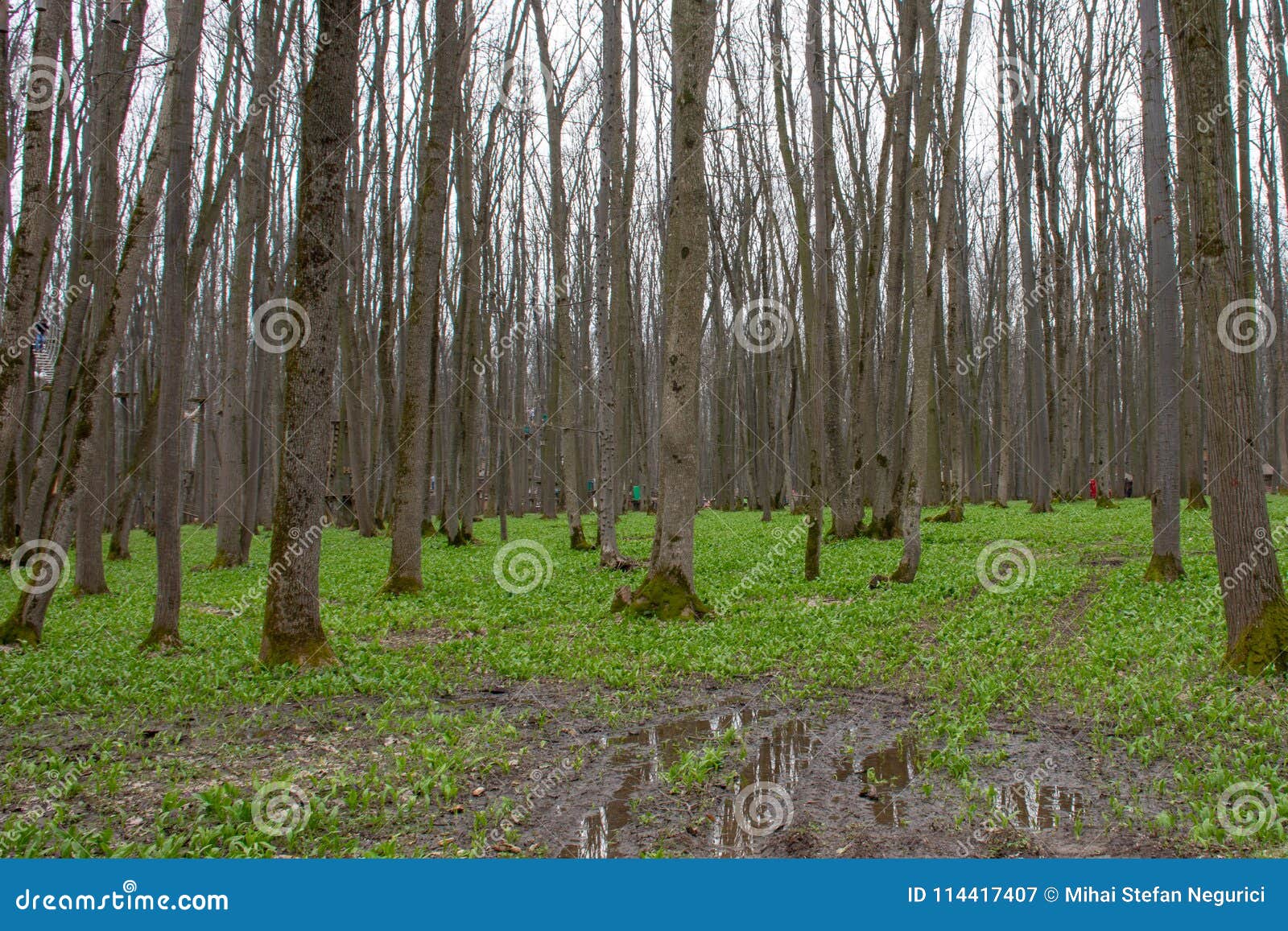 Forest Landscape with Water and Mud Stock Image - Image of trunk, plant ...