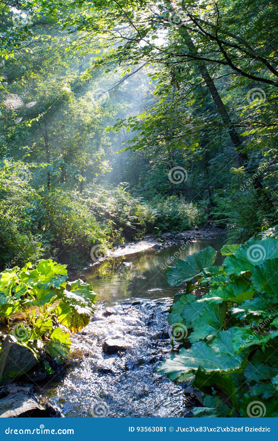 Forest Landscape with Water Stock Image - Image of view, environment ...