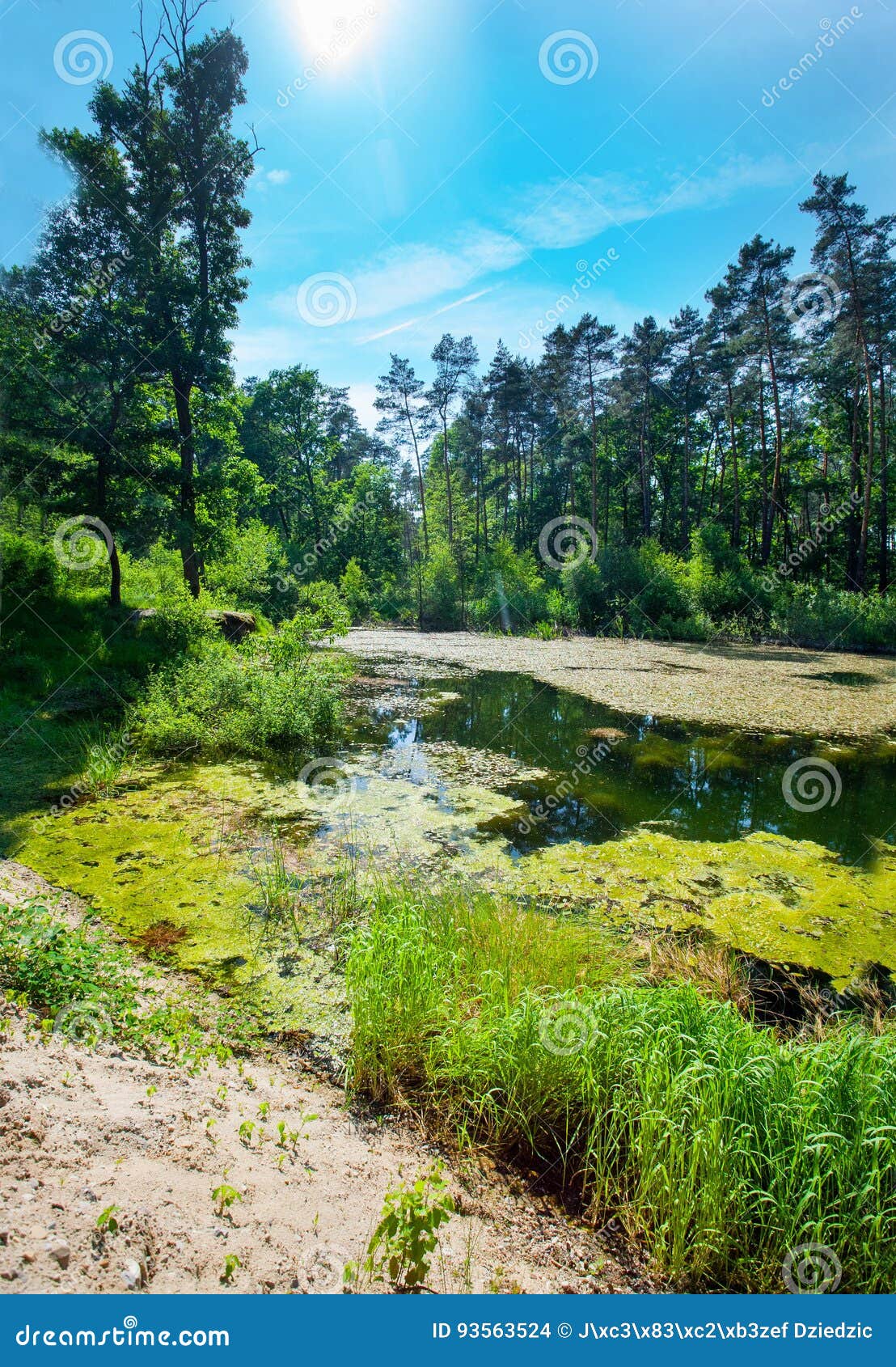 Forest Landscape with Water Stock Photo - Image of water, spring: 93563524