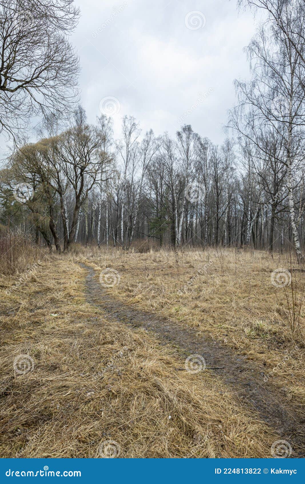 Forest Landscape with Bare Trees and Withered Grass Stock Photo - Image ...