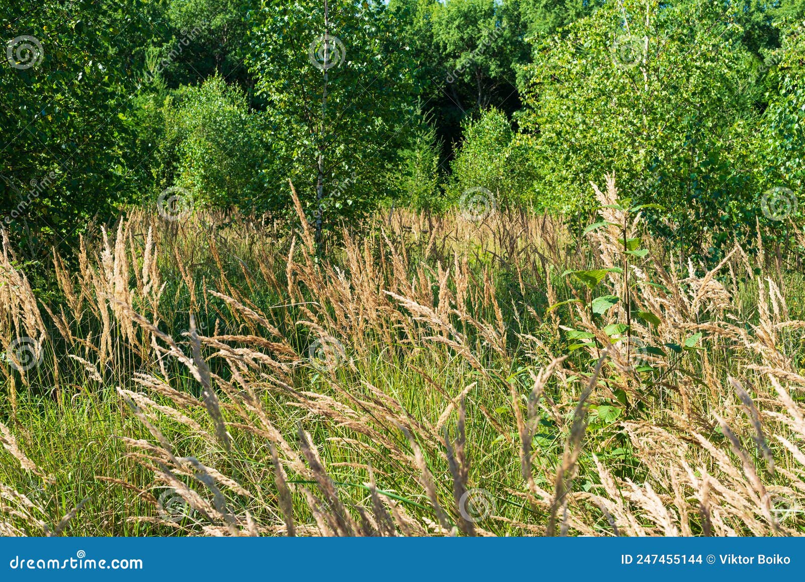 Forest Landscape with Young Forest Overgrown with Plants Stock Photo ...