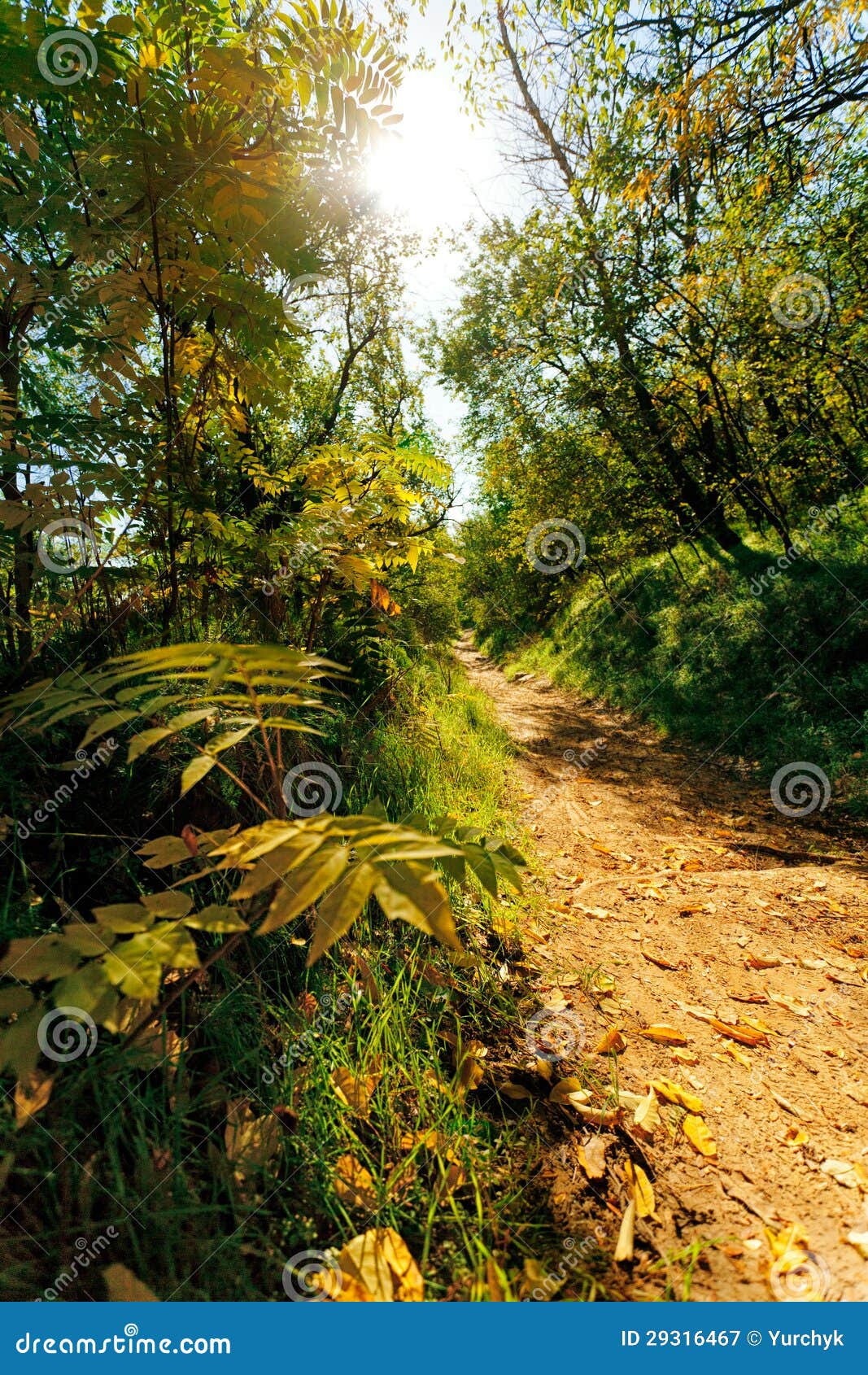 Forest lane stock image. Image of sunbeam, fall, green - 29316467