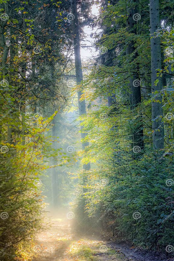 Forest lane stock image. Image of lane, countryside, fall - 59437379