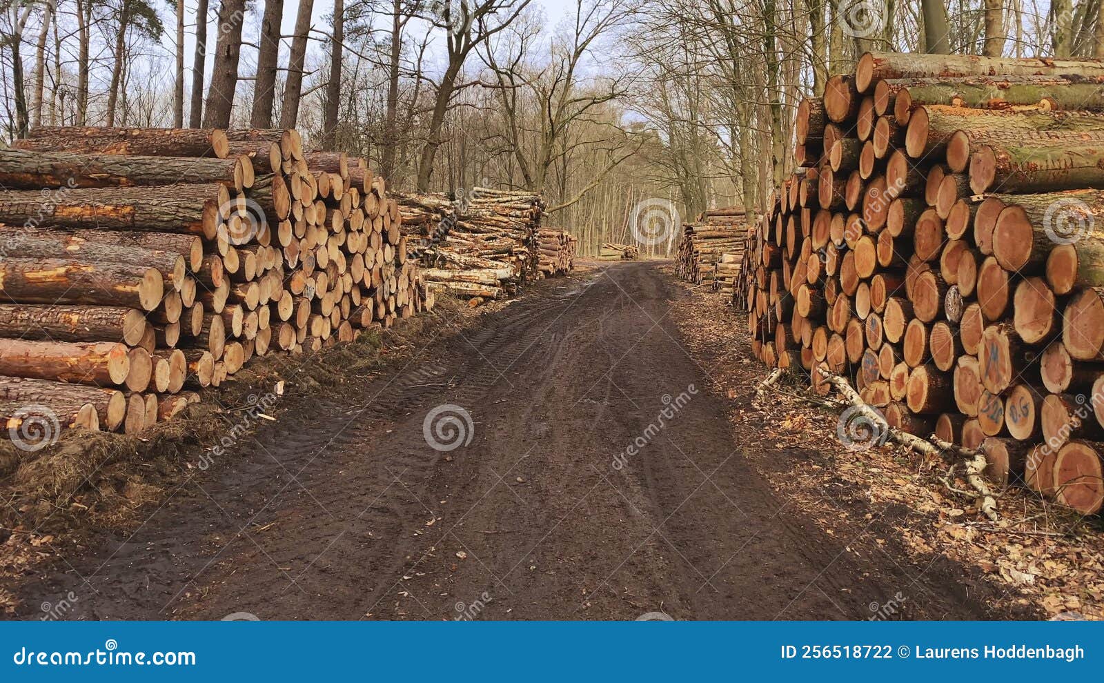 Forest Lane, Path, with at Both Sides Stacked Wooden Logs Stock Footage ...