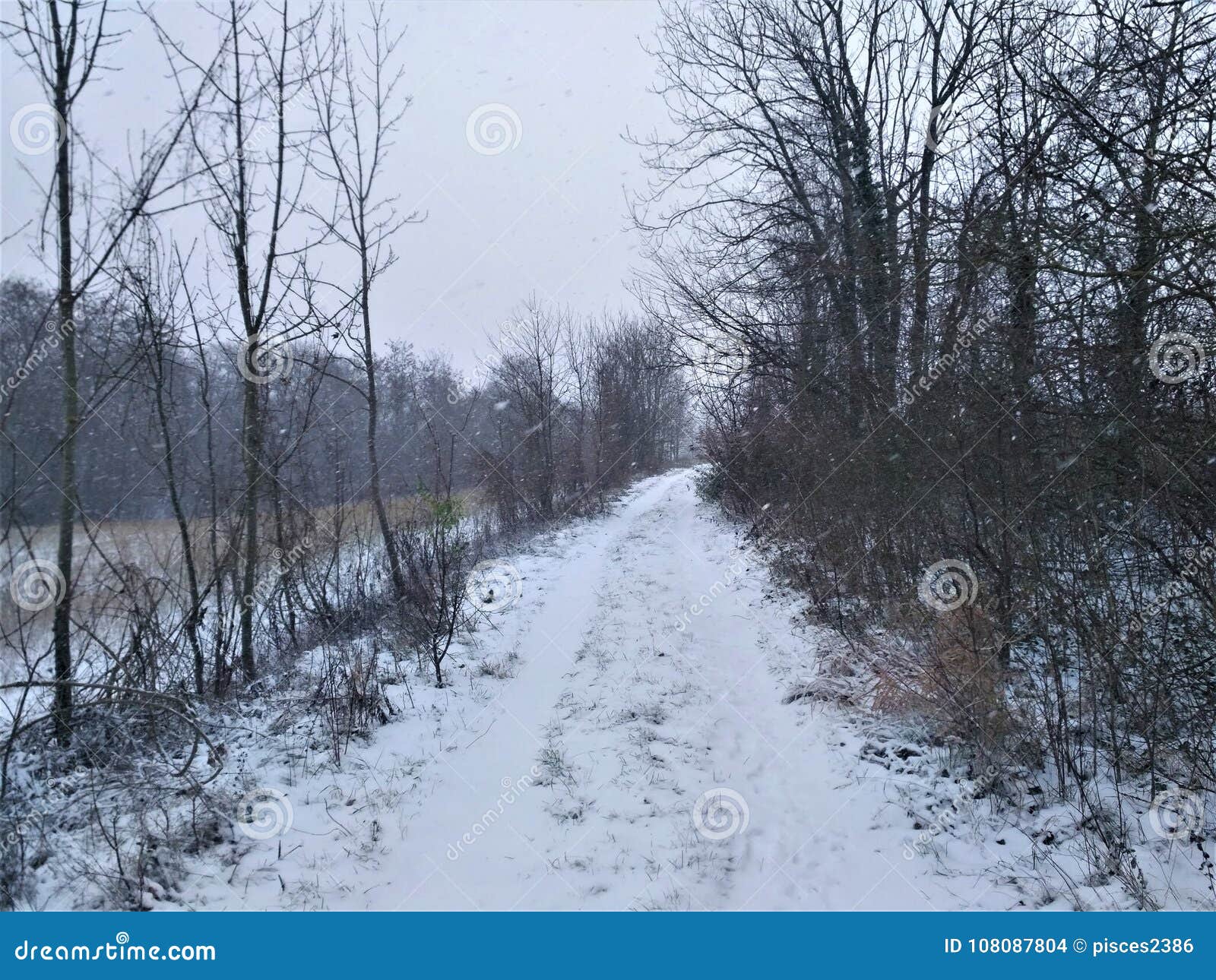 Forest Lane in the Snow in Winter Stock Photo - Image of black, nature ...