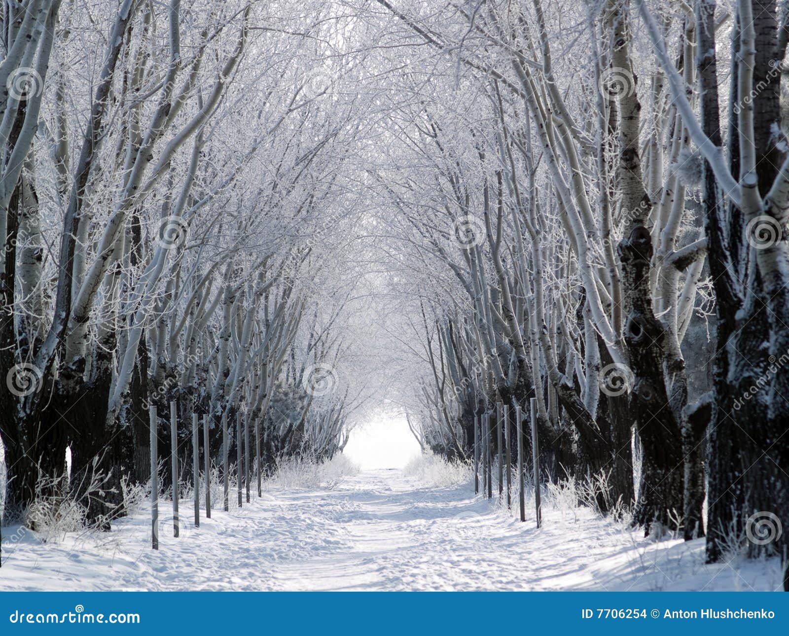 Forest lane in winter stock photo. Image of forest, horizontal - 7706254