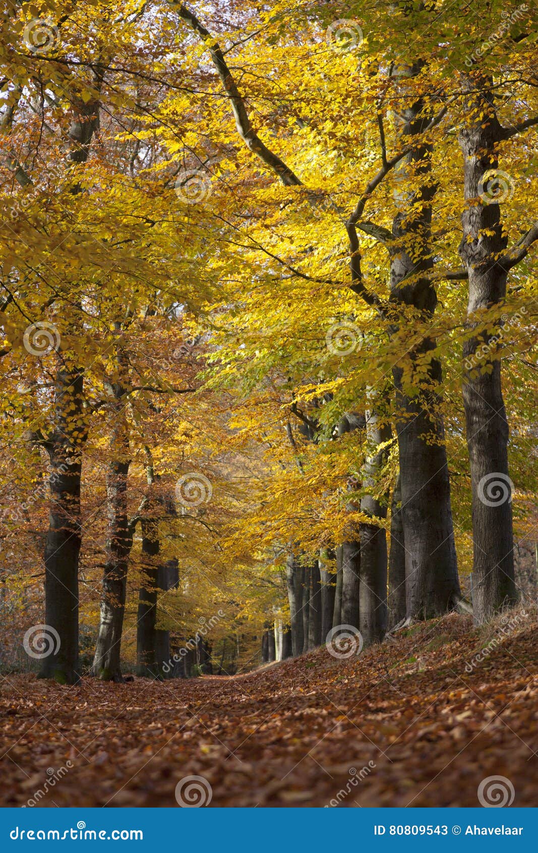 Forest Lane between Yellow Leaves of Beech Trees in the Fall Stock ...
