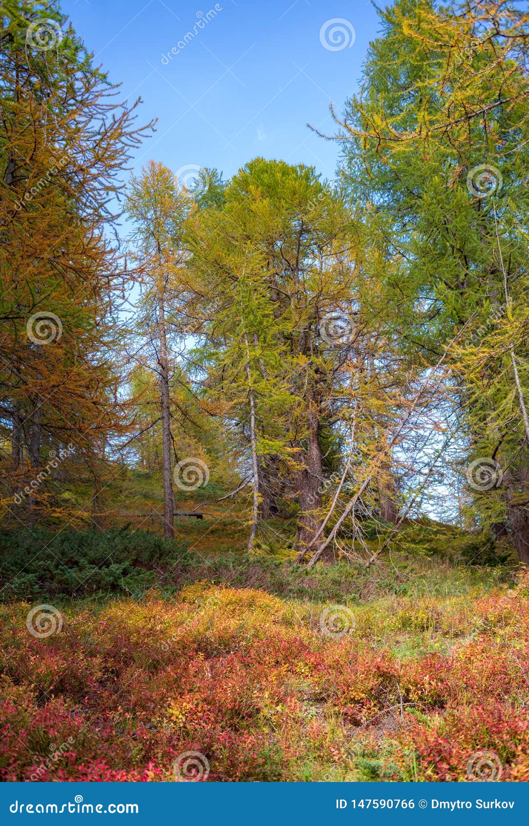 Forest of Larch and Pine in Autumn Stock Photo - Image of landscape ...