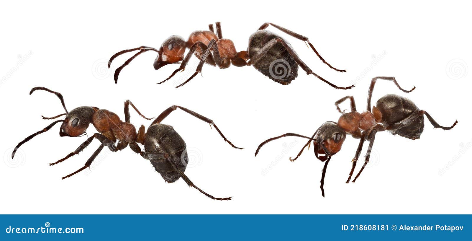 Forest Large Isolated Three Brown Ants Stock Image - Image of isolated ...