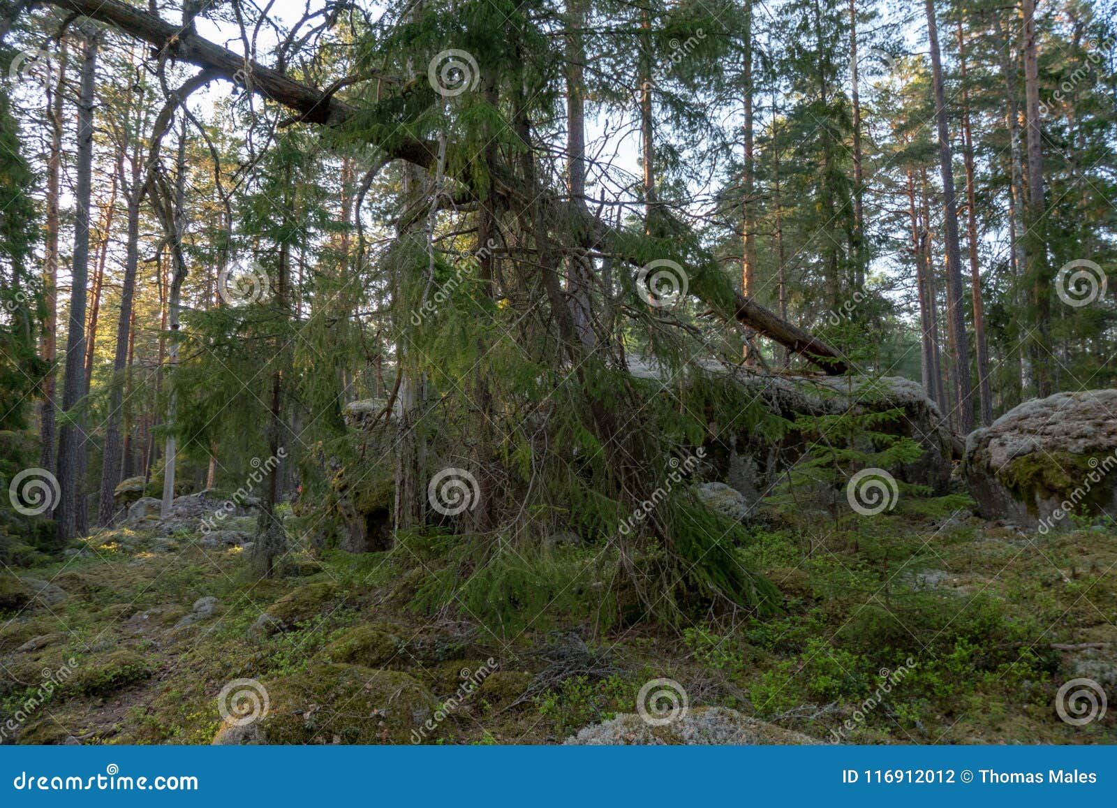 Forest with Large Moss Covered Rocks Stock Photo - Image of rock, path ...