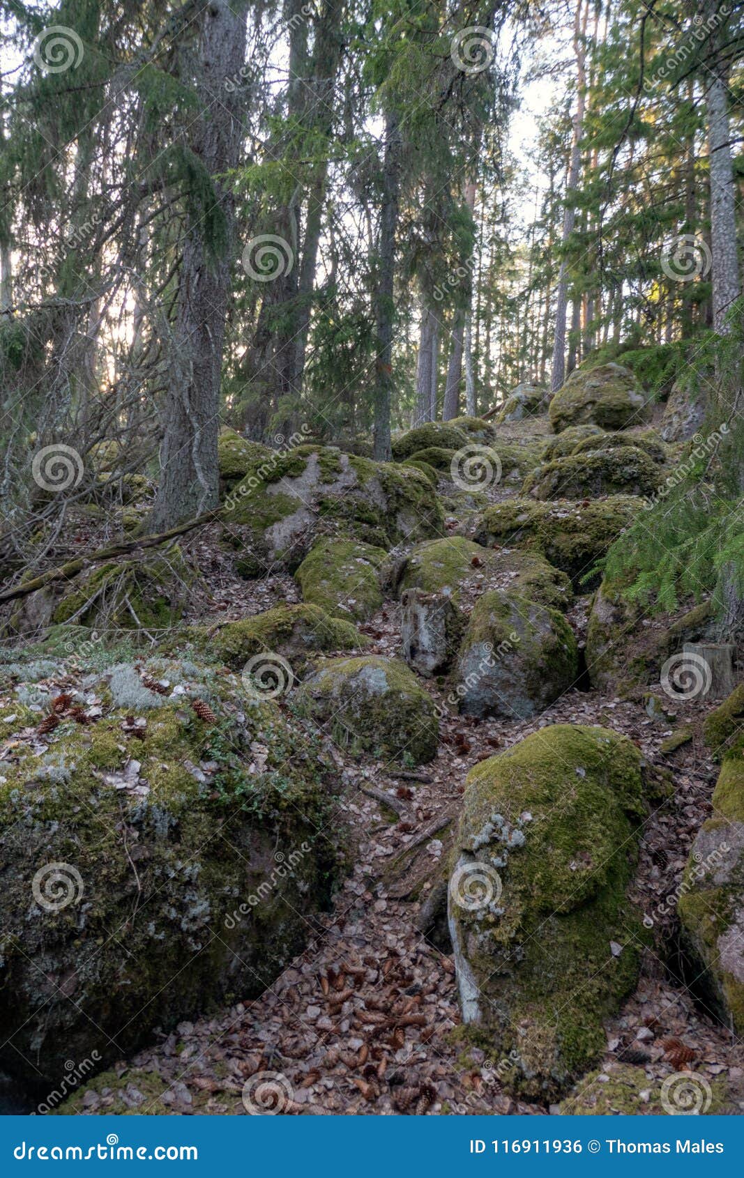 Forest with Large Moss Covered Rocks Stock Photo - Image of natural ...