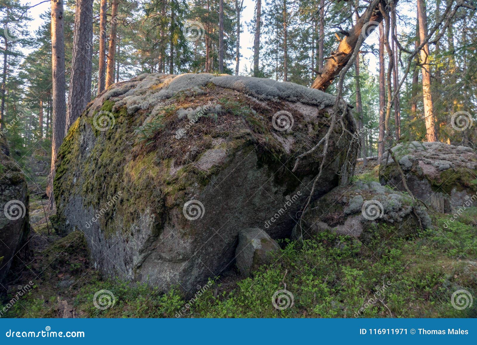 Forest with Large Moss Covered Rocks Stock Image - Image of plant ...