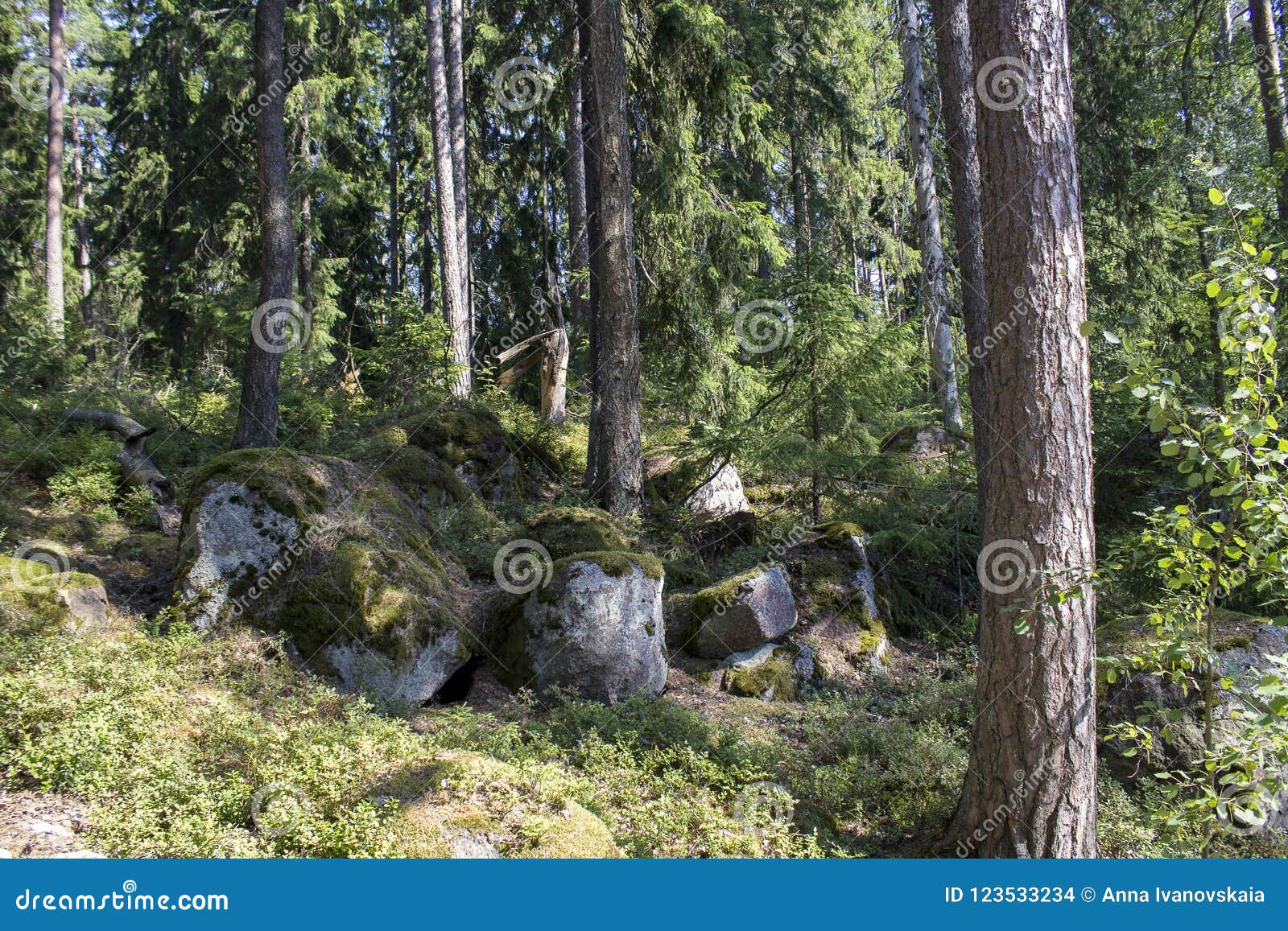 Forest, Large Stones, Lots of Greenery Stock Photo - Image of greenery ...