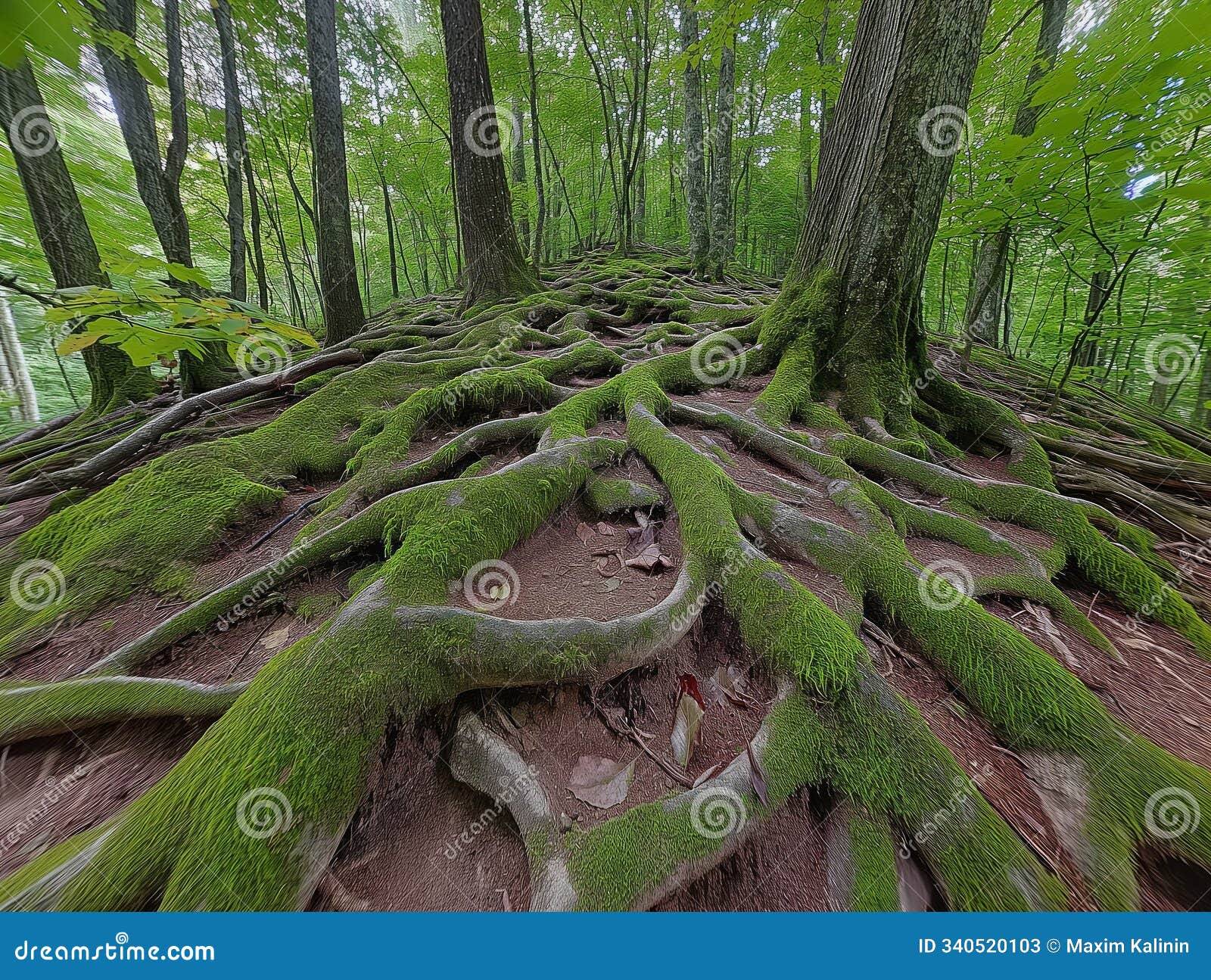 A Forest with a Large Tree with Roots that are Growing Out of the ...