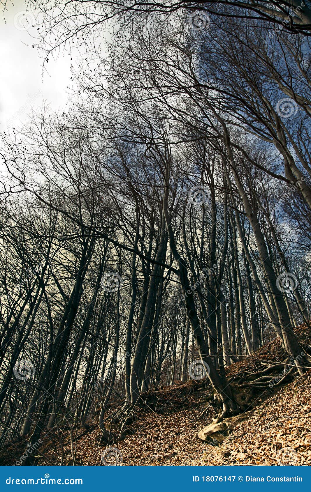 Forest in late autumn stock image. Image of trees, late - 18076147