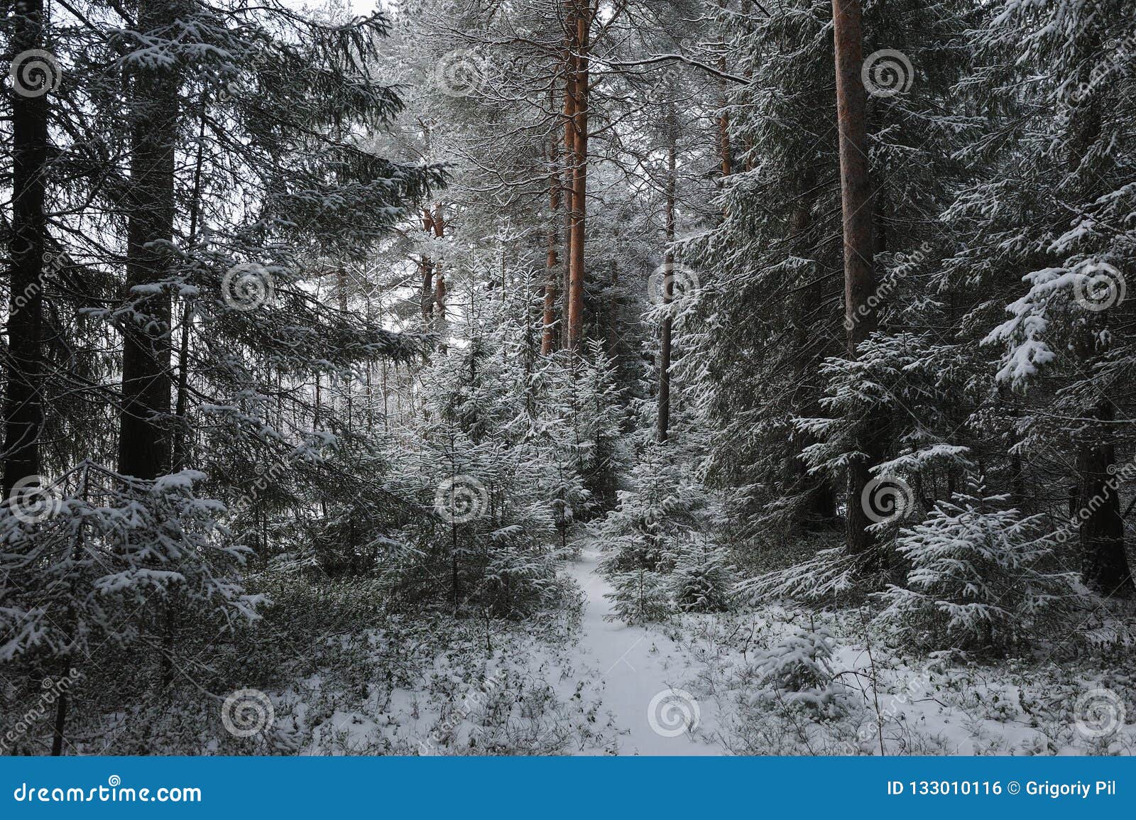 Forest in the late autumn stock photo. Image of remote - 133010116