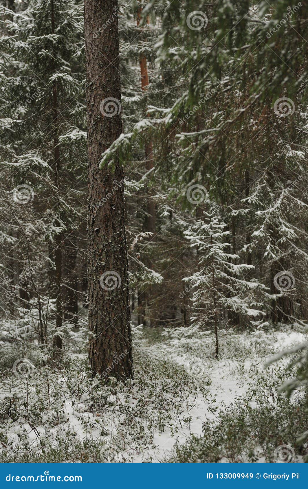 Forest in the late autumn stock image. Image of covered - 133009949