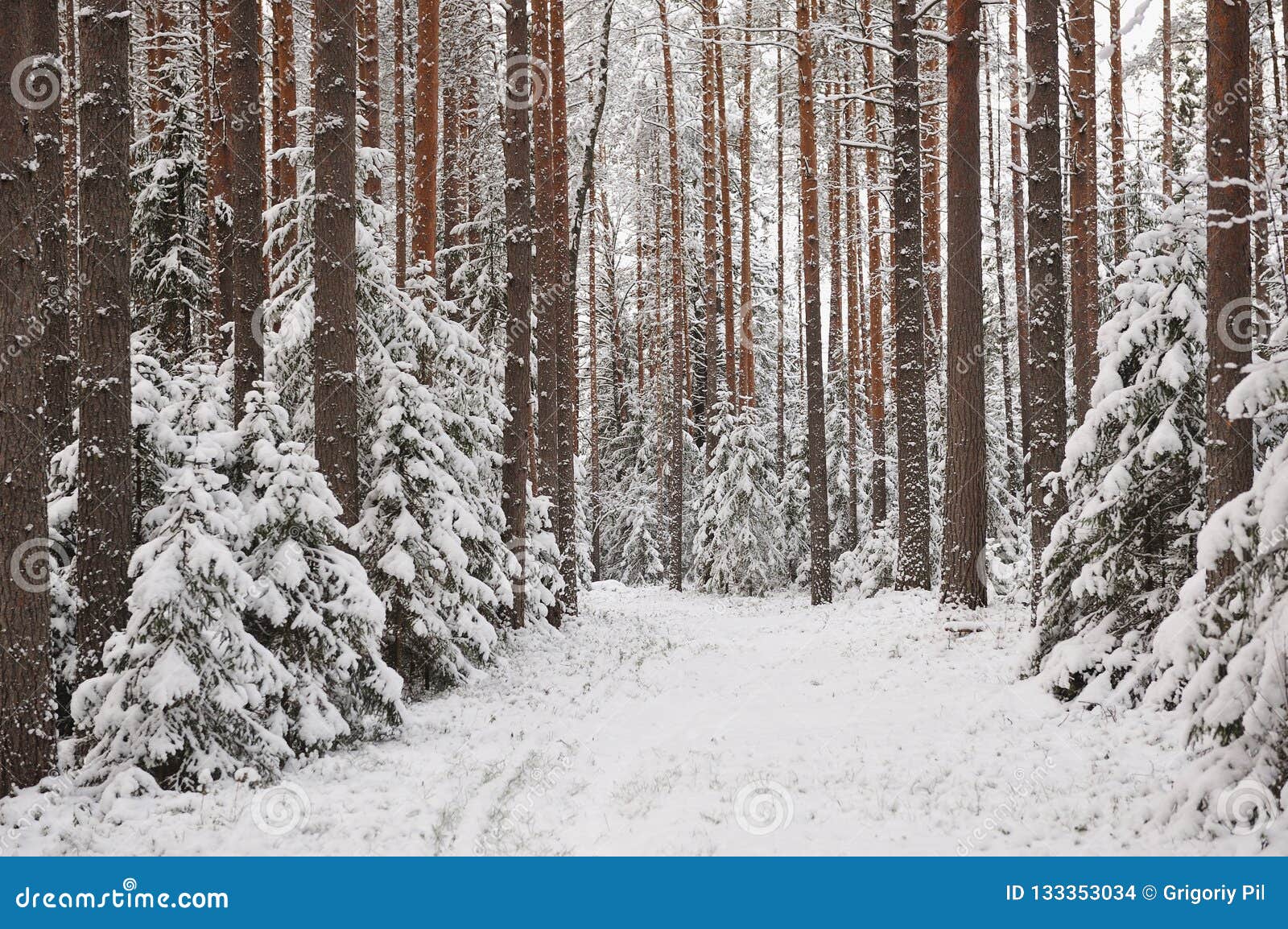 Forest in the late autumn stock photo. Image of nature - 133353034