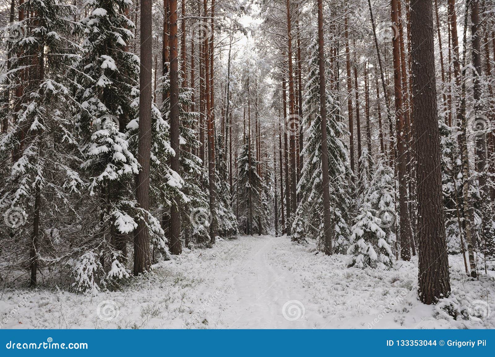 Forest in the late autumn stock photo. Image of calm - 133353044
