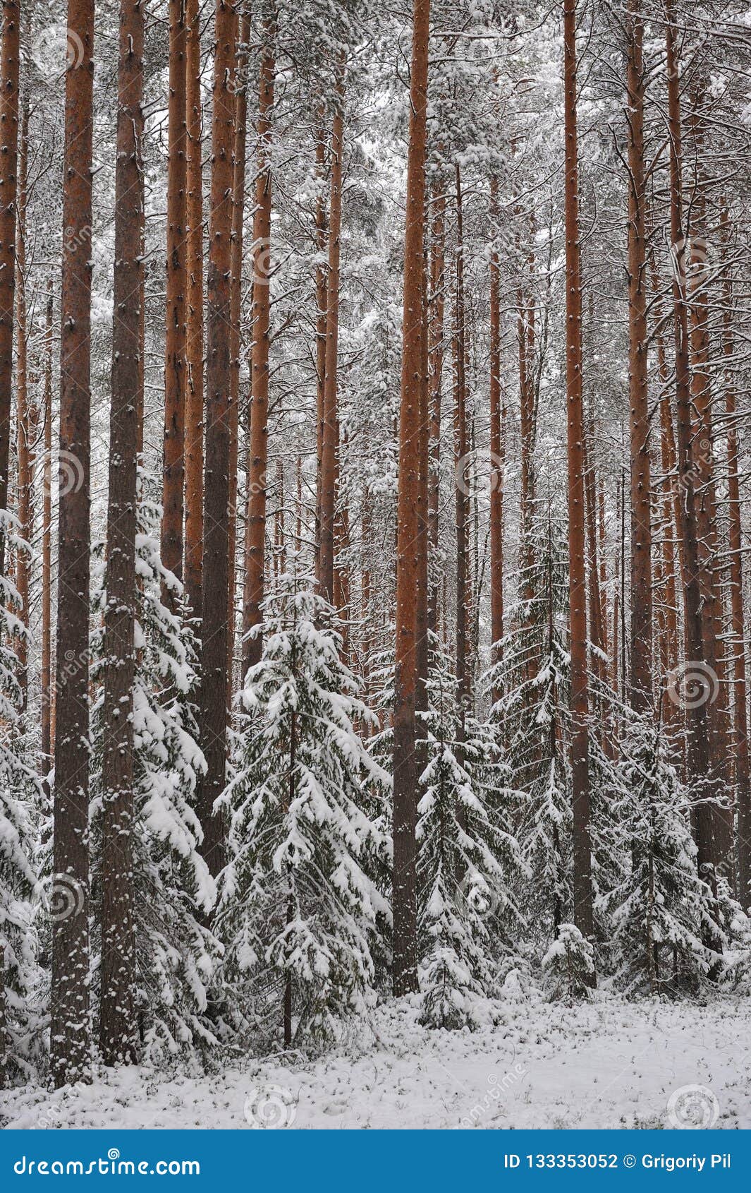Forest in the late autumn stock photo. Image of beautiful - 133353052