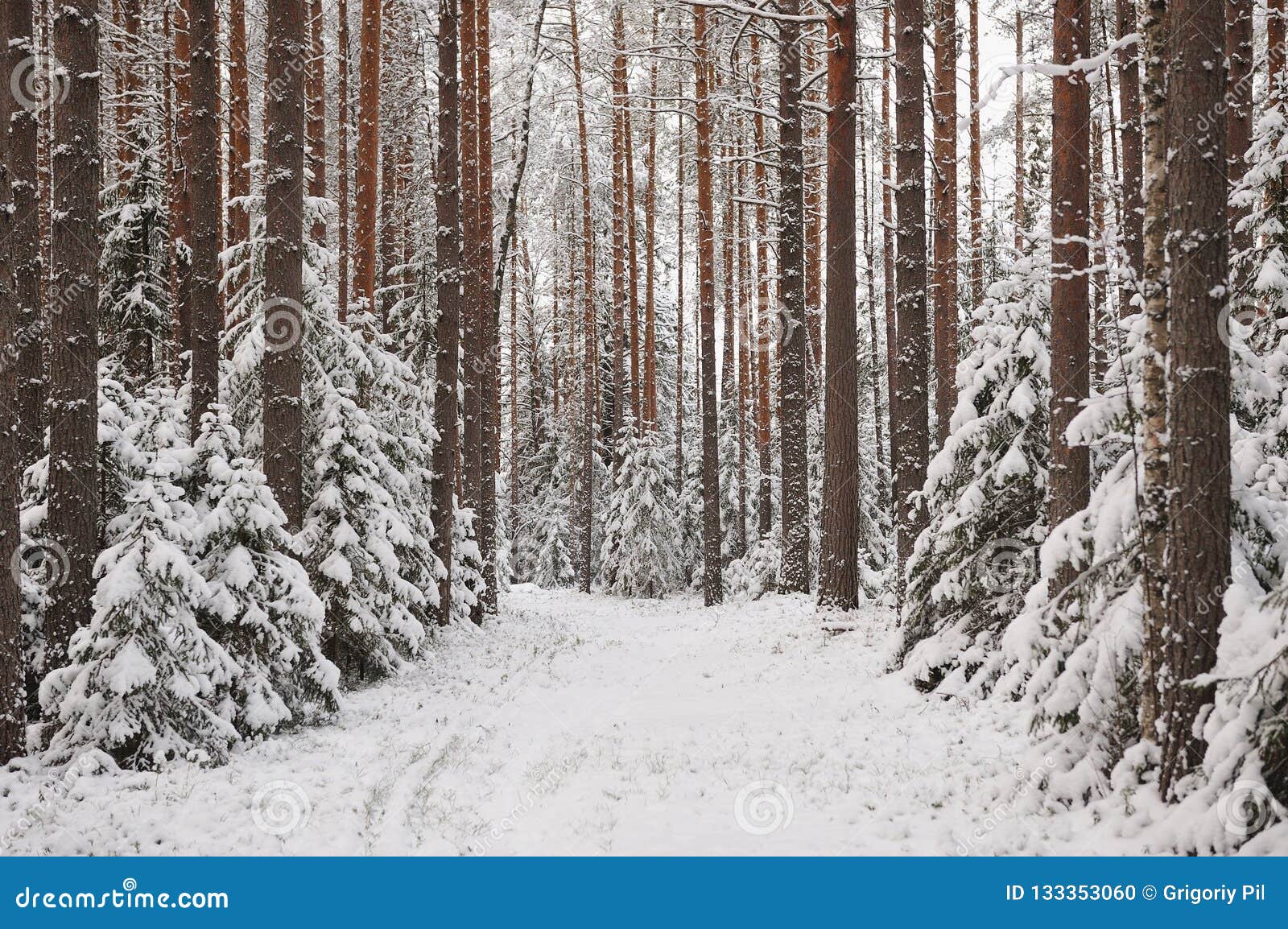 Forest in the late autumn stock photo. Image of christmas - 133353060