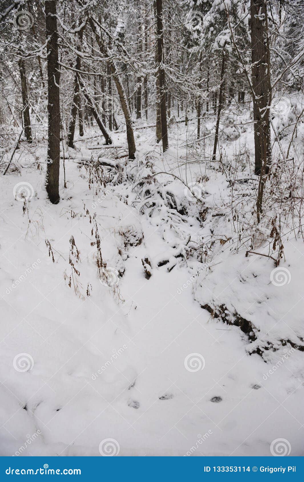 Forest in the late autumn stock photo. Image of country - 133353114