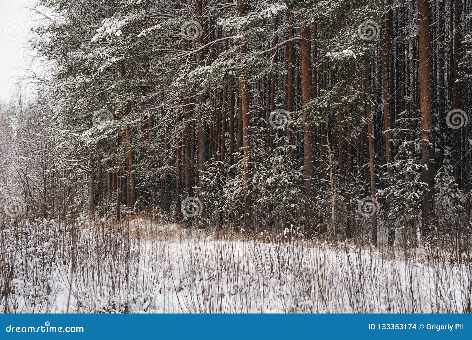 Forest in the late autumn stock photo. Image of cold - 133353174