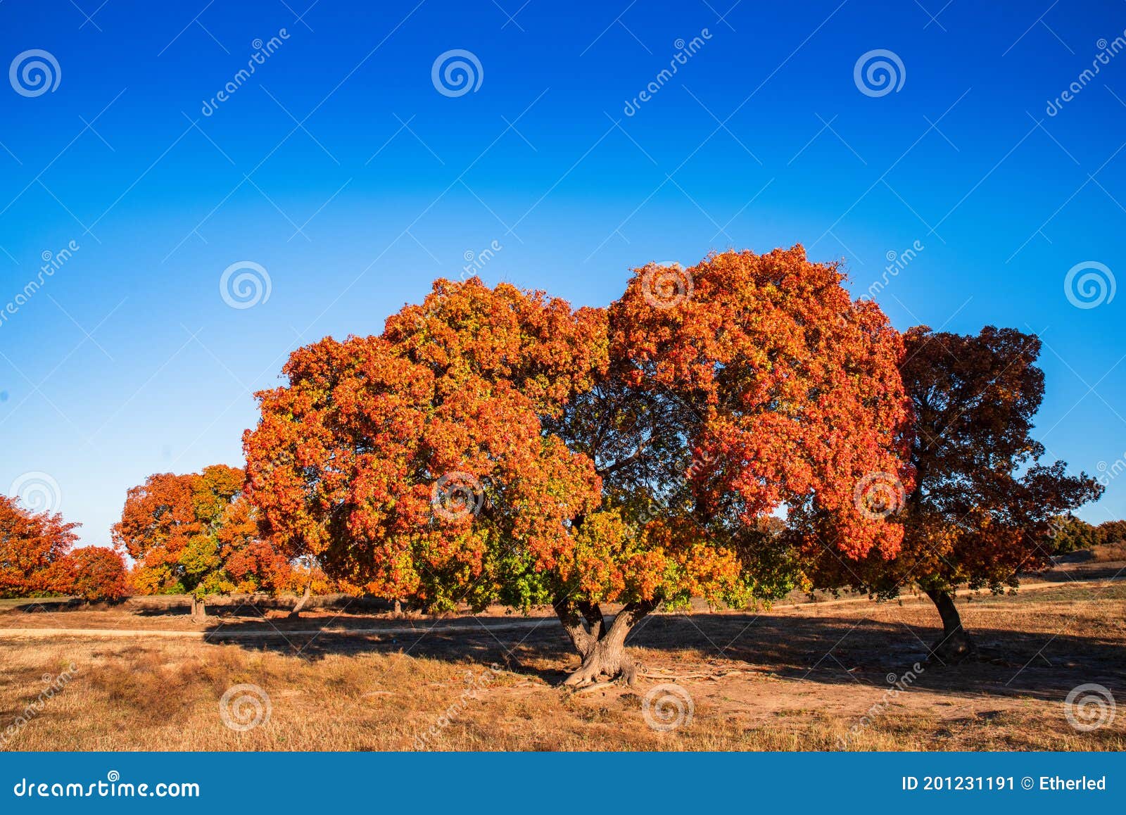 Forest in Late Autumn Sunset Stock Image - Image of fork, maple: 201231191