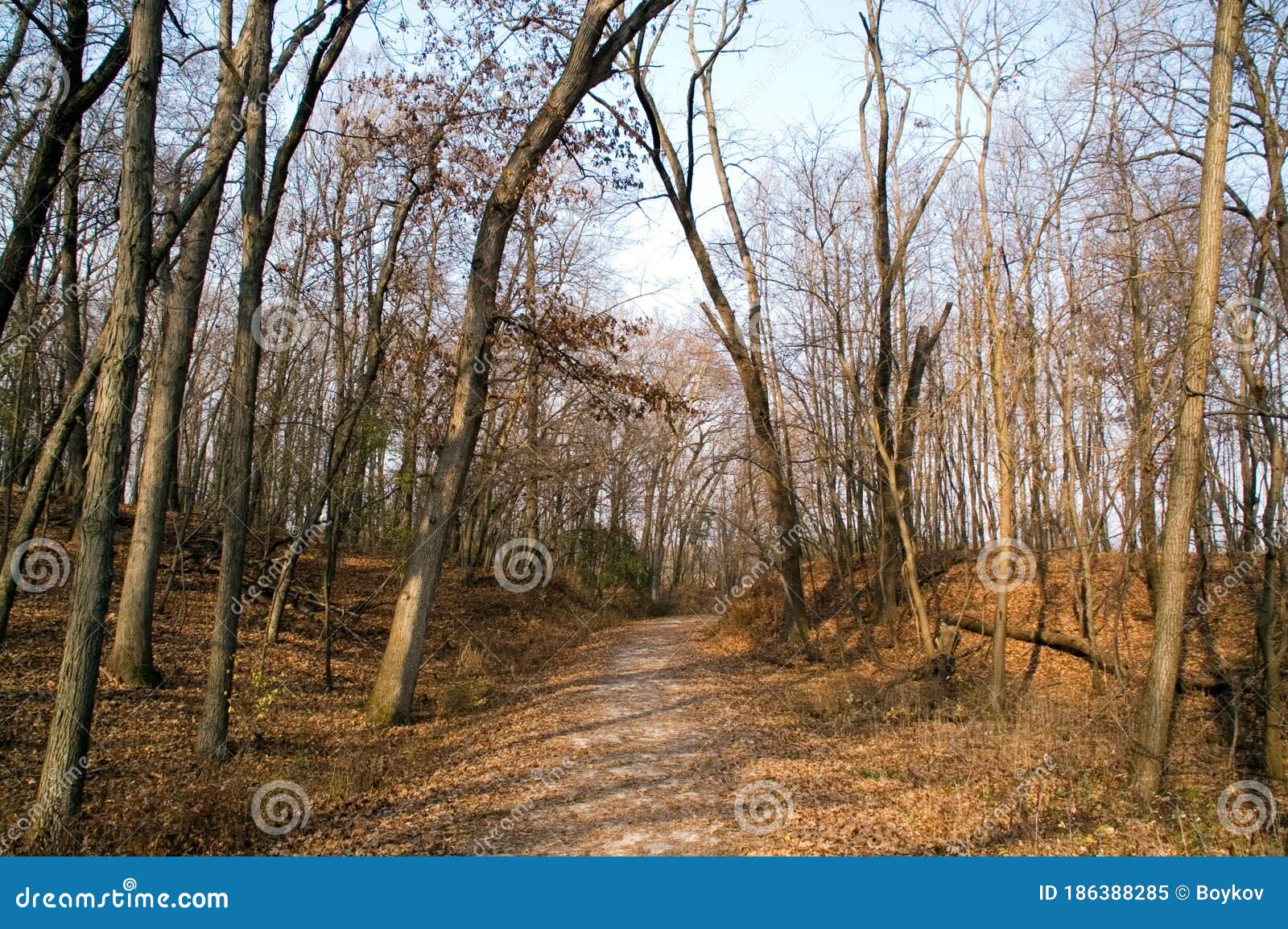 Forest in late fall stock image. Image of foliage, leaves - 186388285