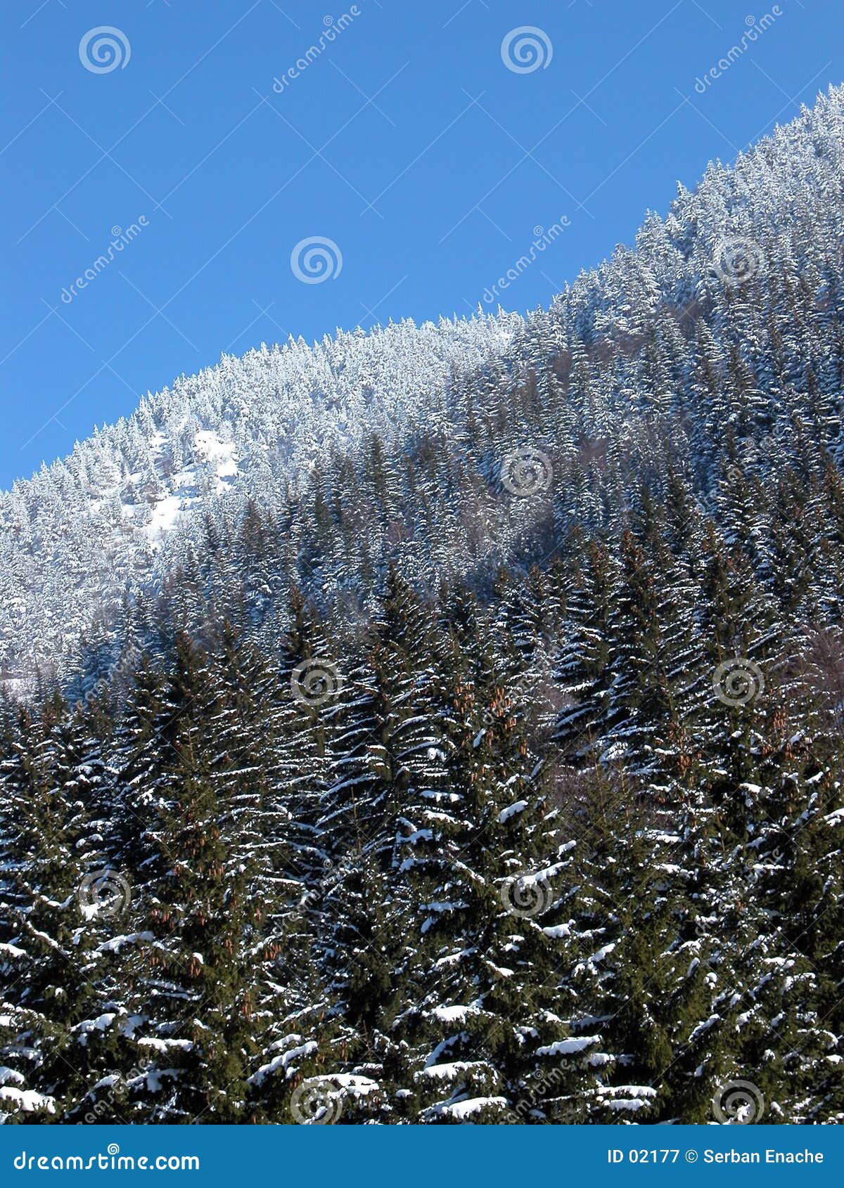Forest layers stock image. Image of needle, cloud, coniferous - 2177