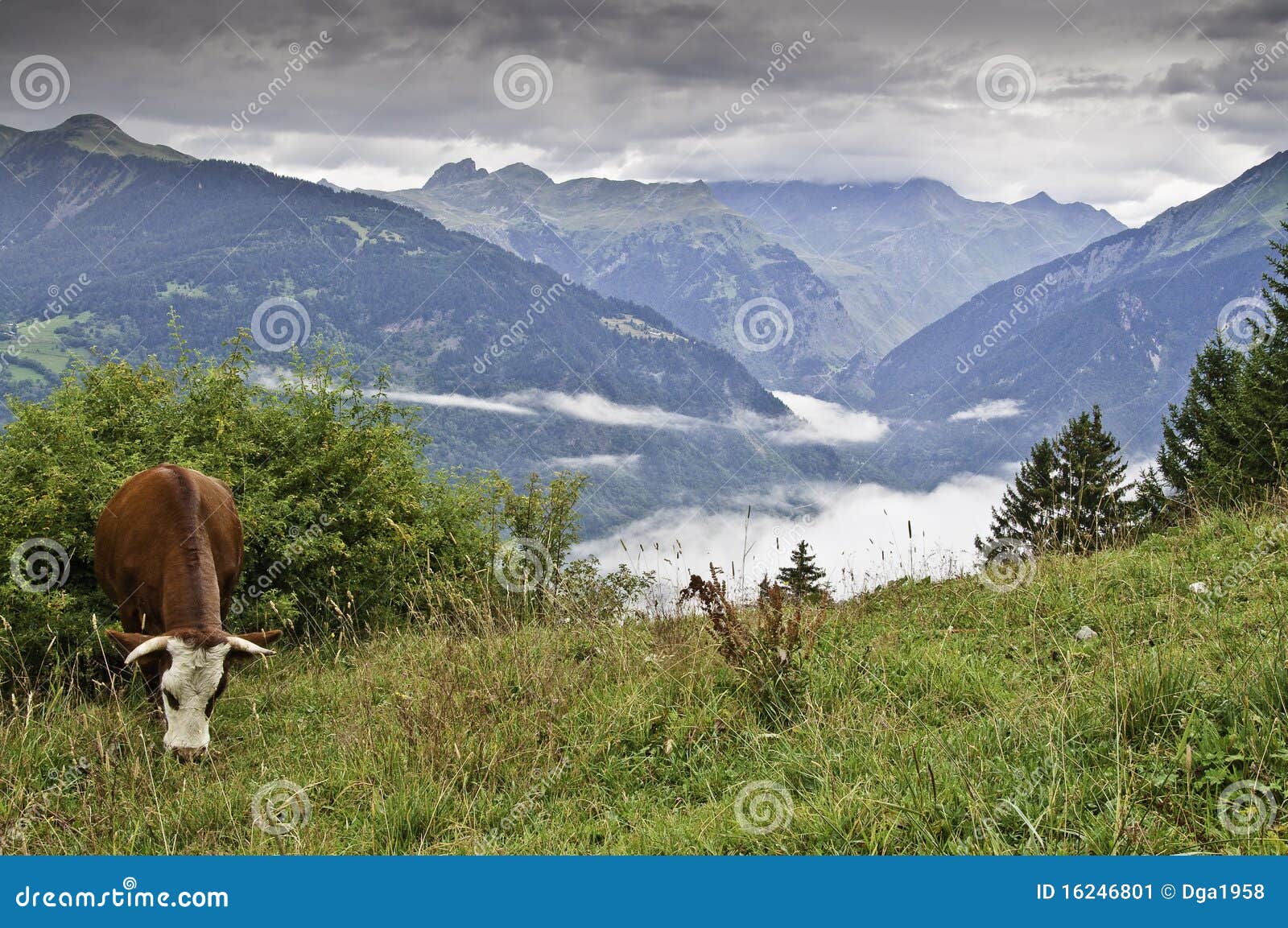 The forest of Le Praz stock image. Image of cloudy, rustic - 16246801