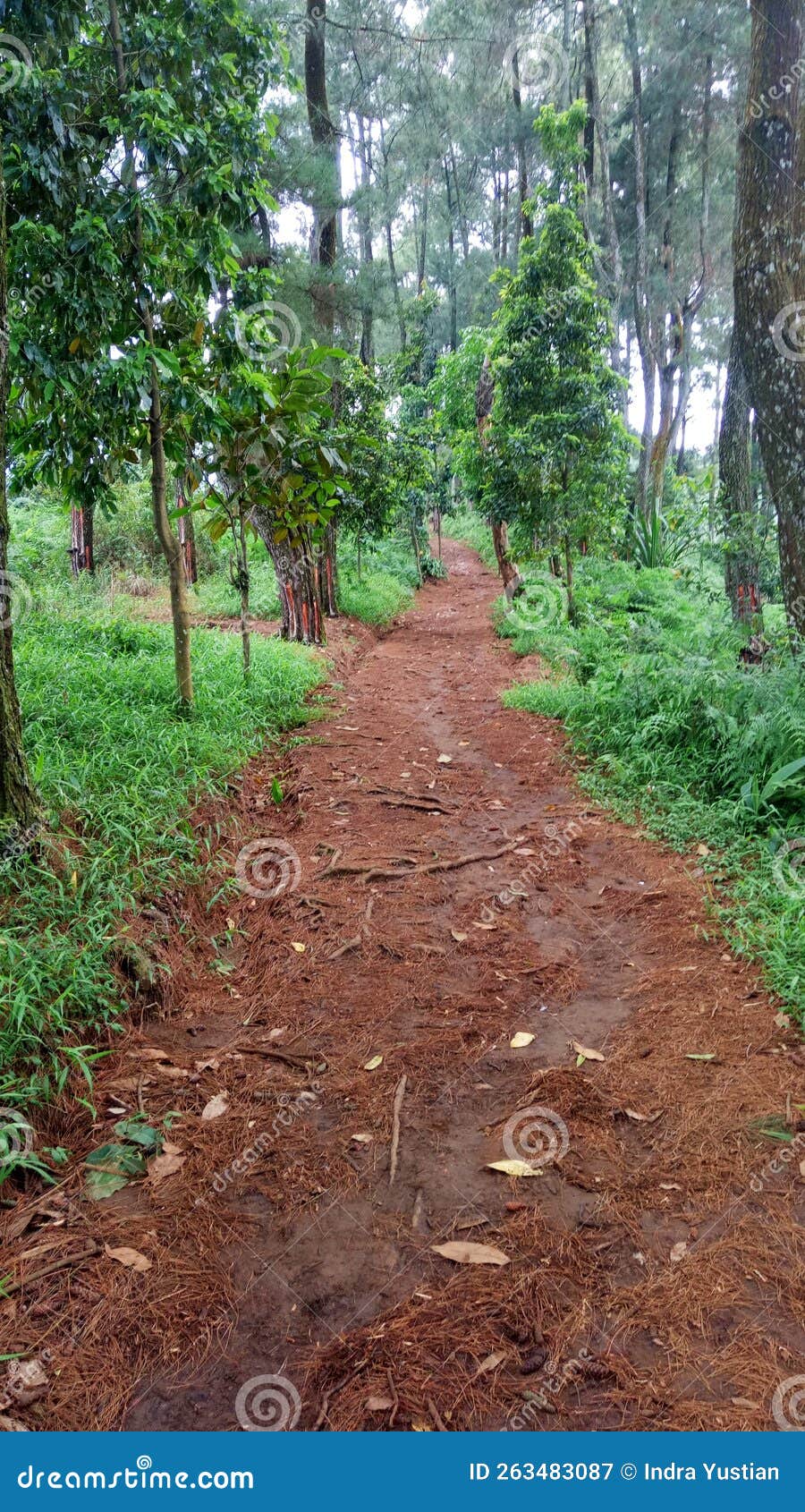 Forest Leaf Trees Nature View Hiking Walking Healing Path Stock Image ...