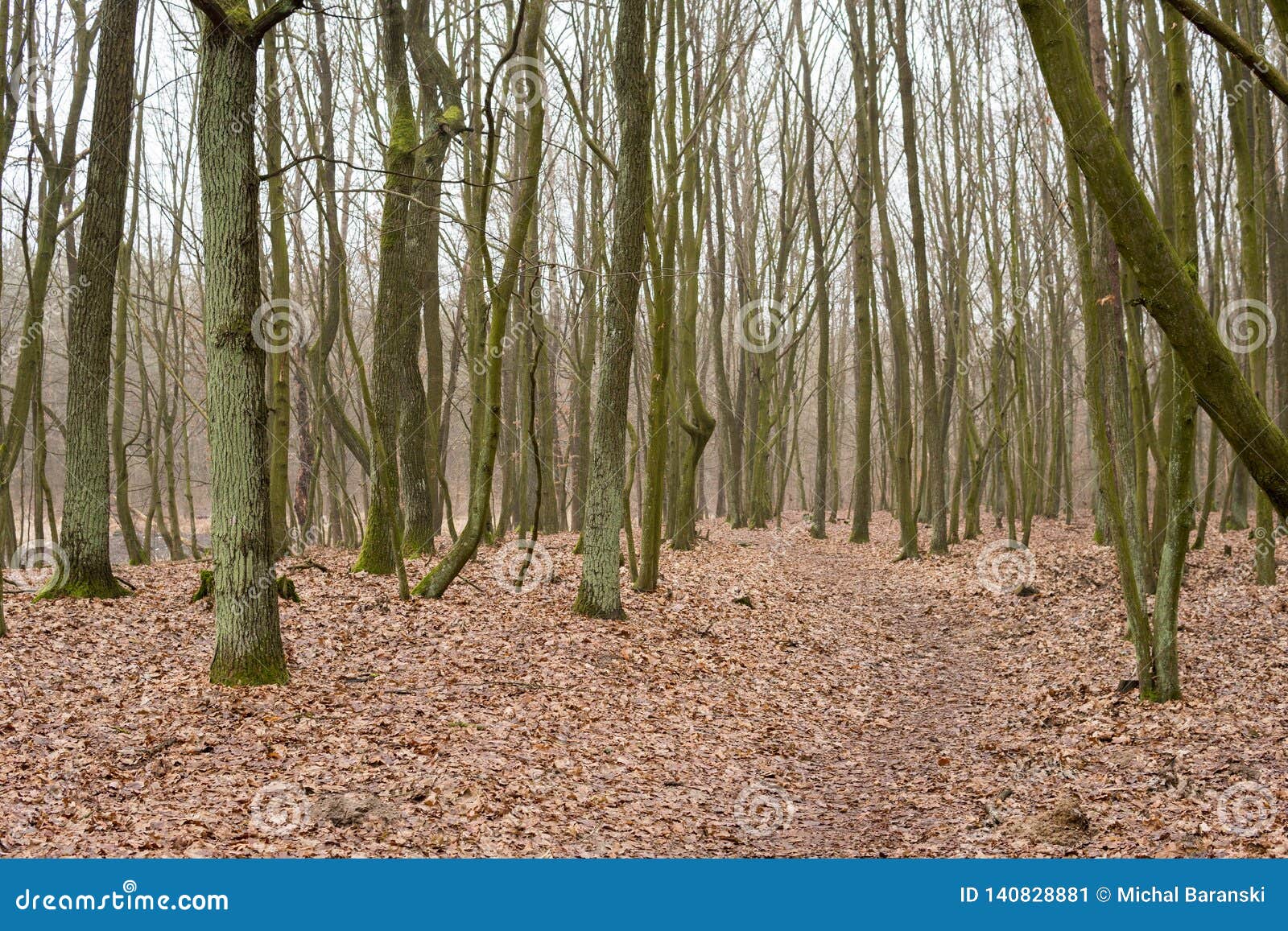Forest with Leaves on the Ground Stock Image - Image of nature ...