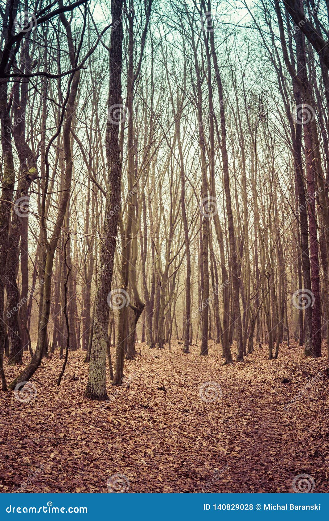 Forest with Leaves on the Ground Stock Photo - Image of leaves ...
