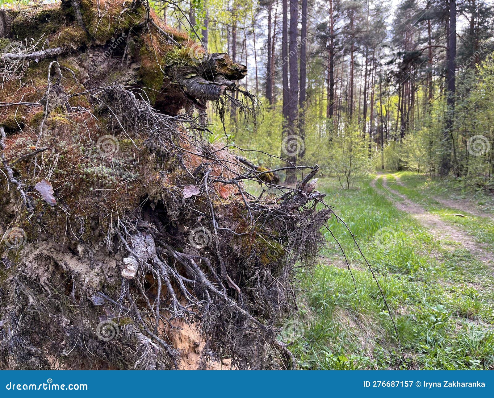 In the Forest Lies an Uprooted Tree in Spring Stock Image - Image of ...
