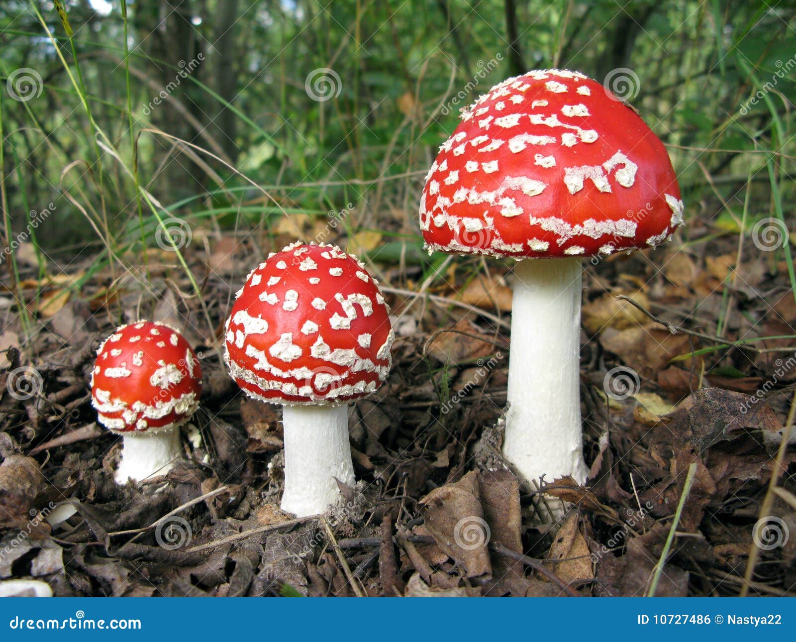 Forest life stock photo. Image of woods, bright, mushrooms - 10727486