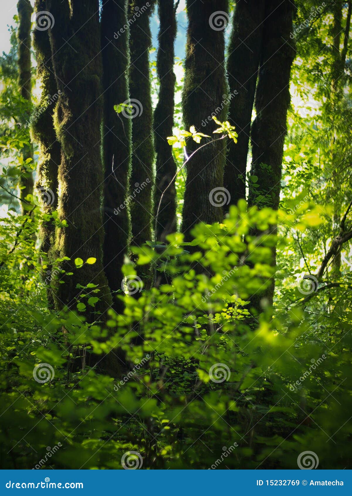 Forest Life stock image. Image of exploration, leaf, plants - 15232769