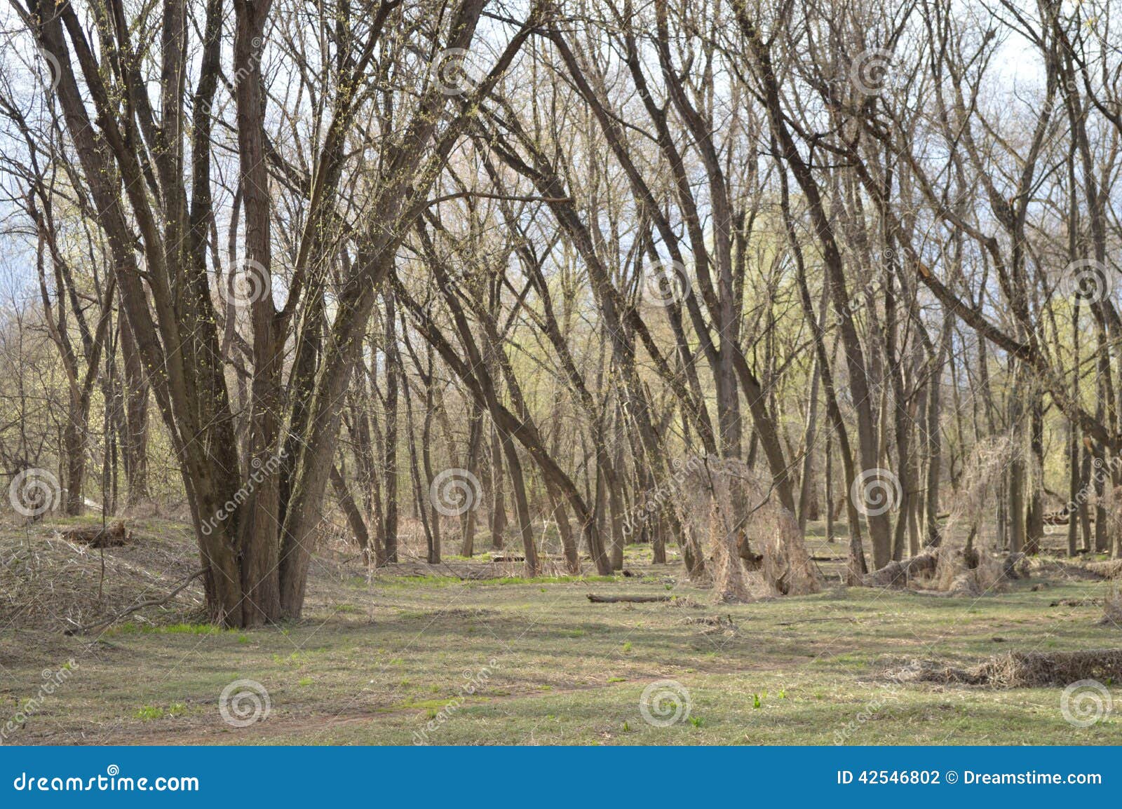 Forest of life stock photo. Image of forest, life, beautiful - 42546802