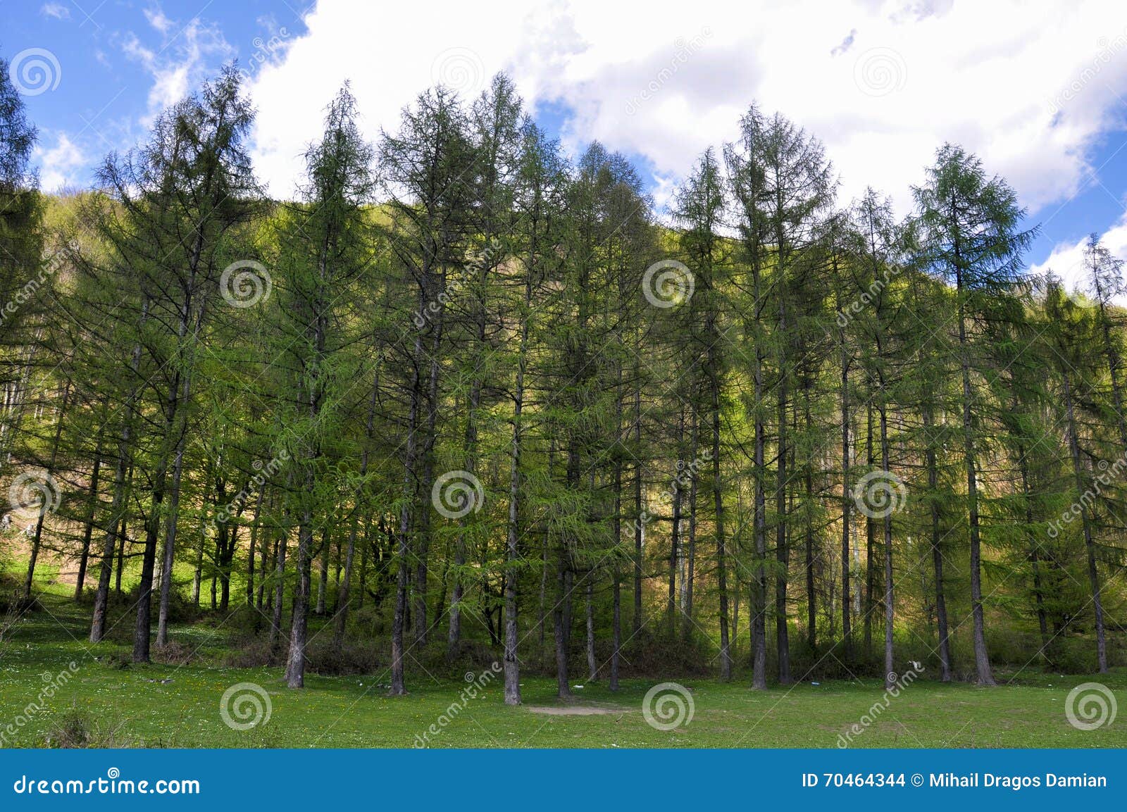 Forest life stock photo. Image of springtime, nature - 70464344