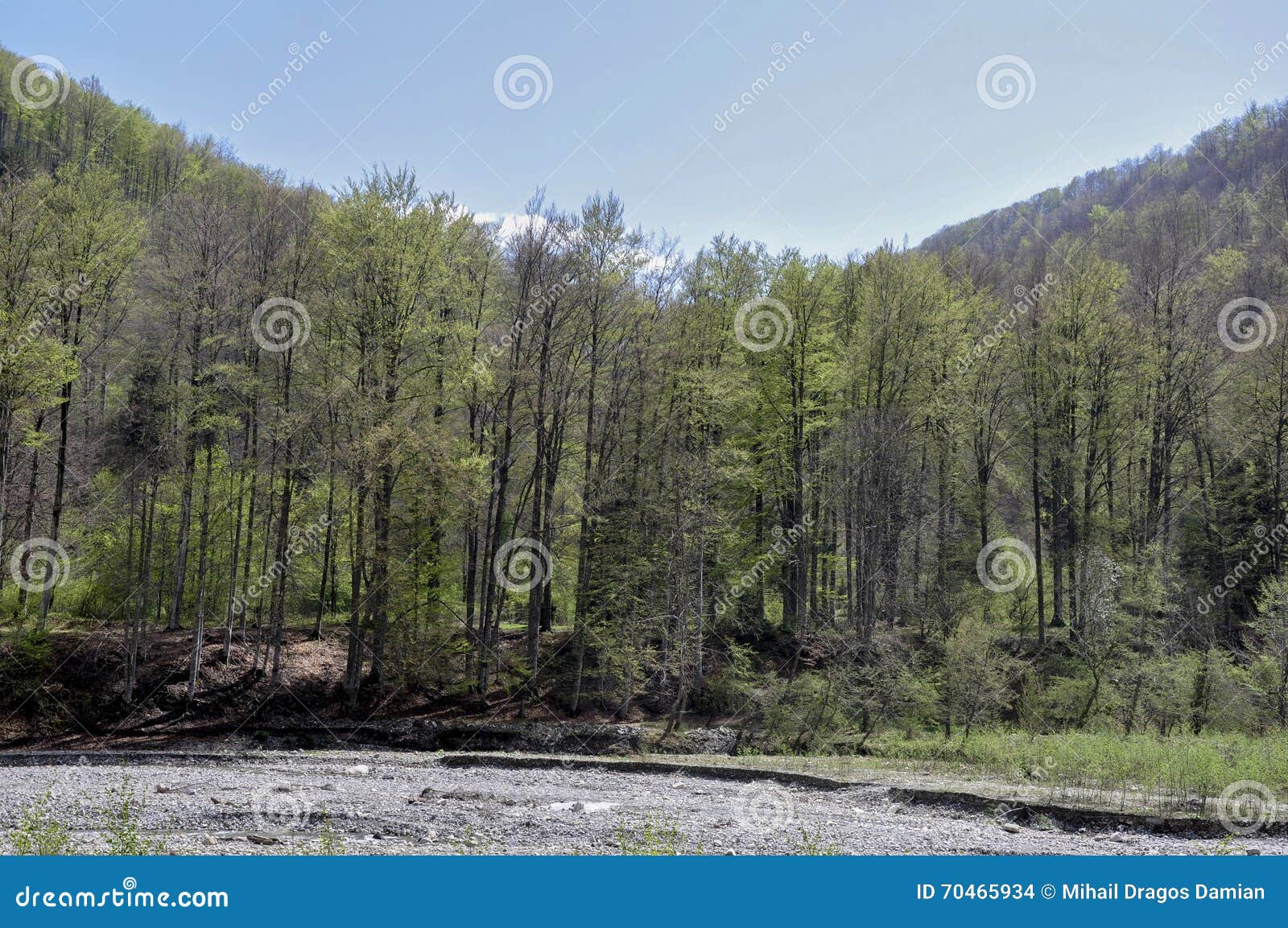 Forest life stock photo. Image of springtime, bank, shrubland - 70465934